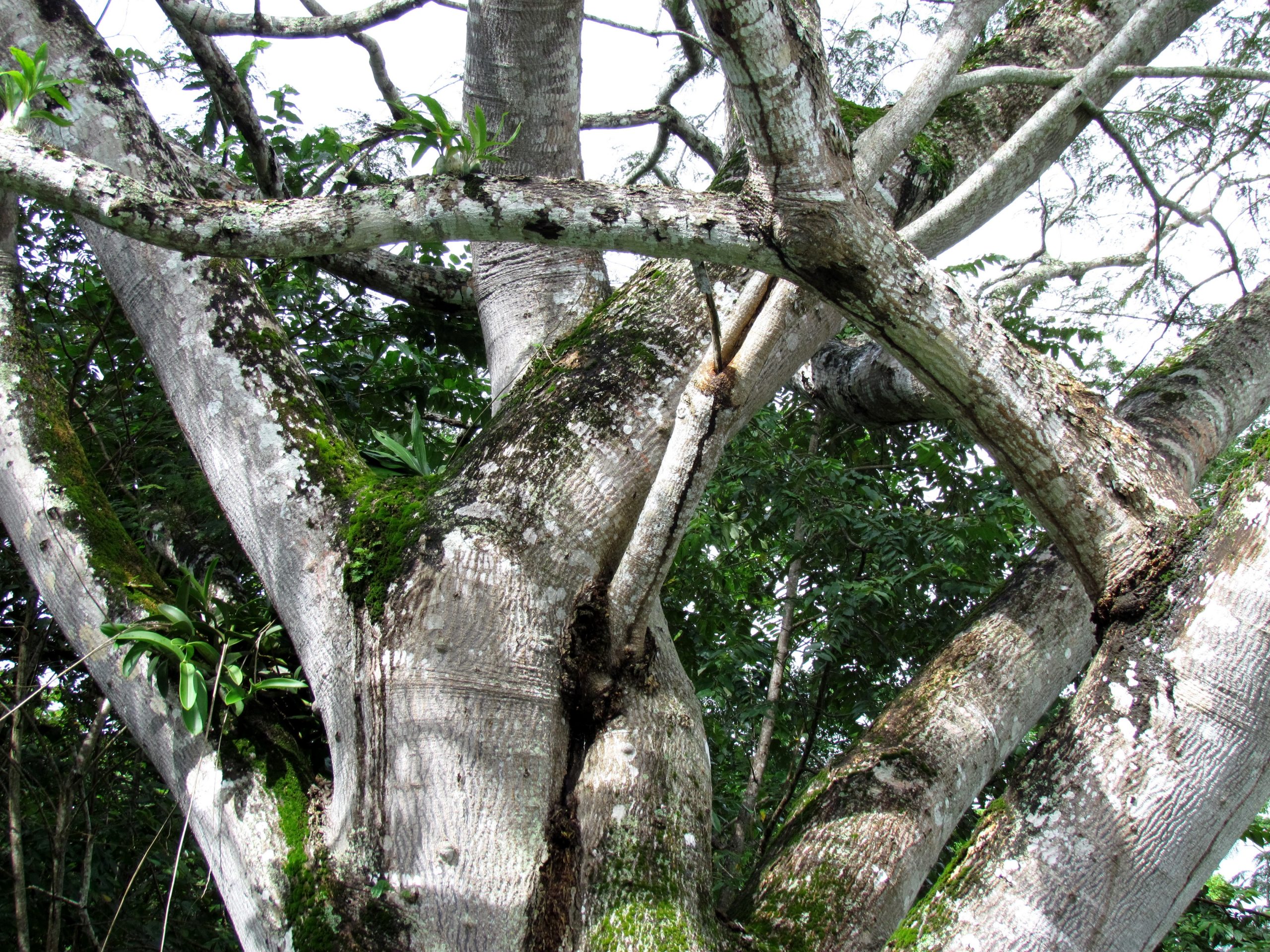 Trees of Belize: My Personal Journey and Passion for Reforestation