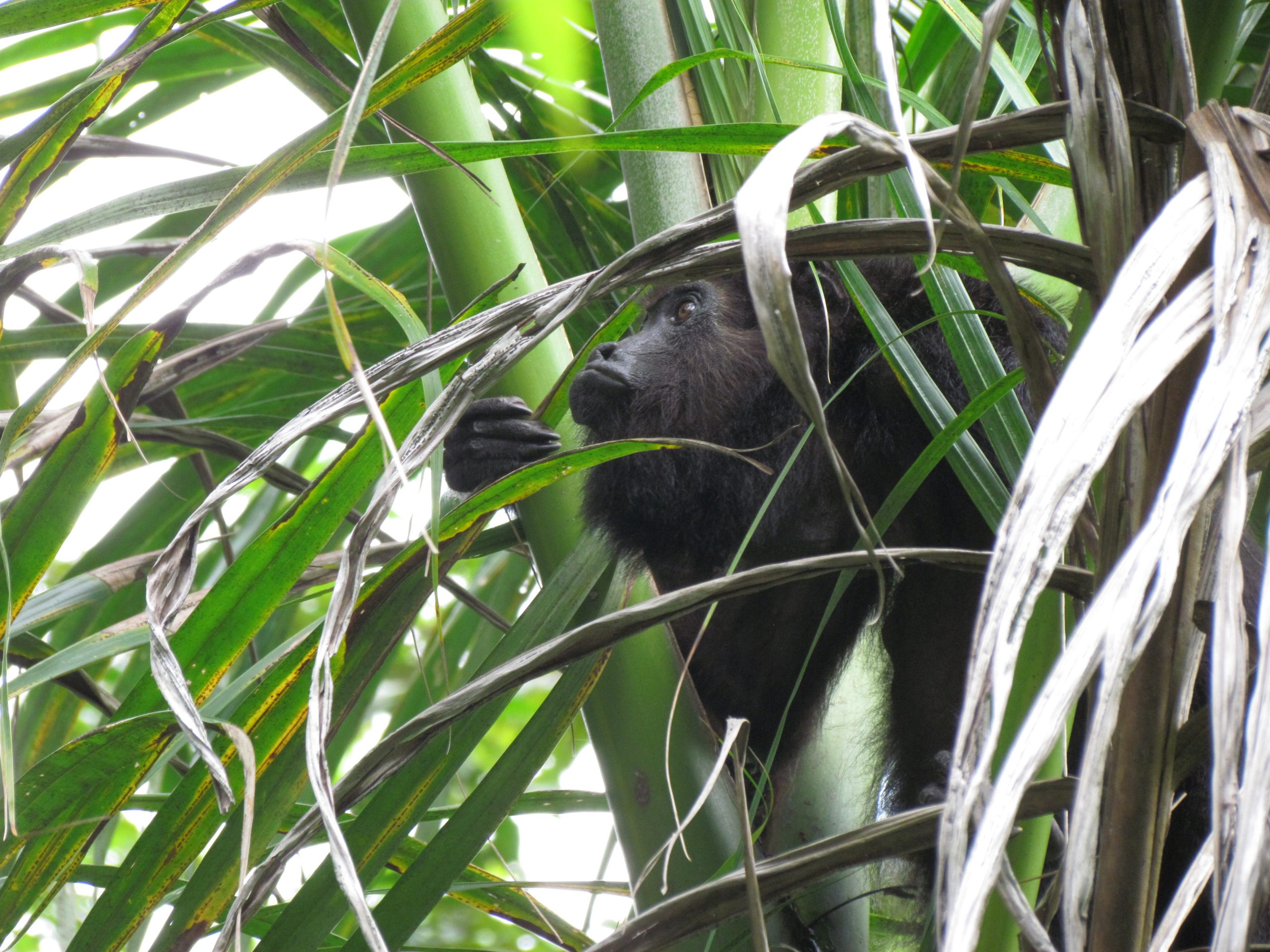 Belize Part 121 (May 18 to 30) - Safari Arie