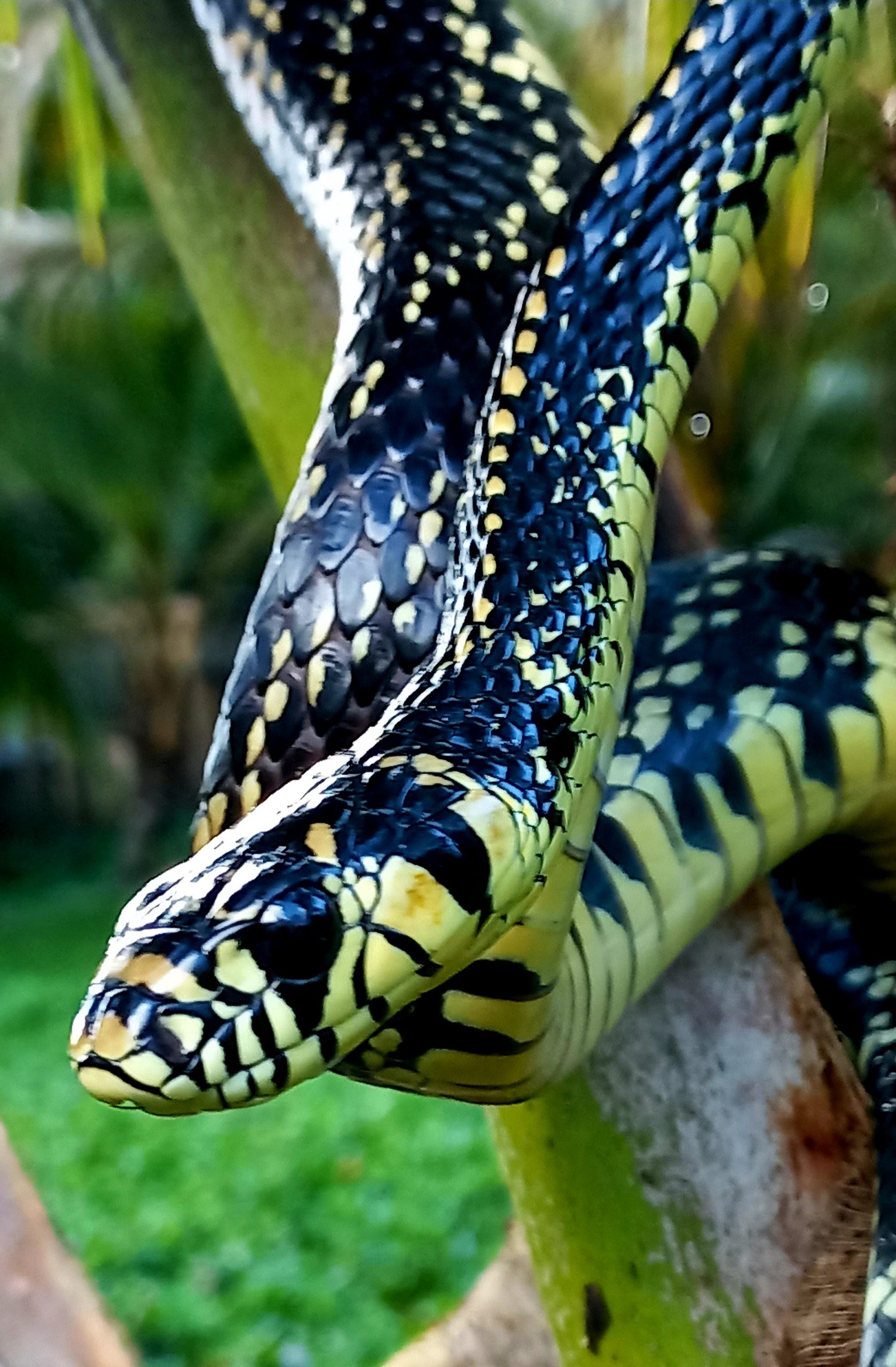 Belize’s Snakes: An Essential Guide - Safari Arie