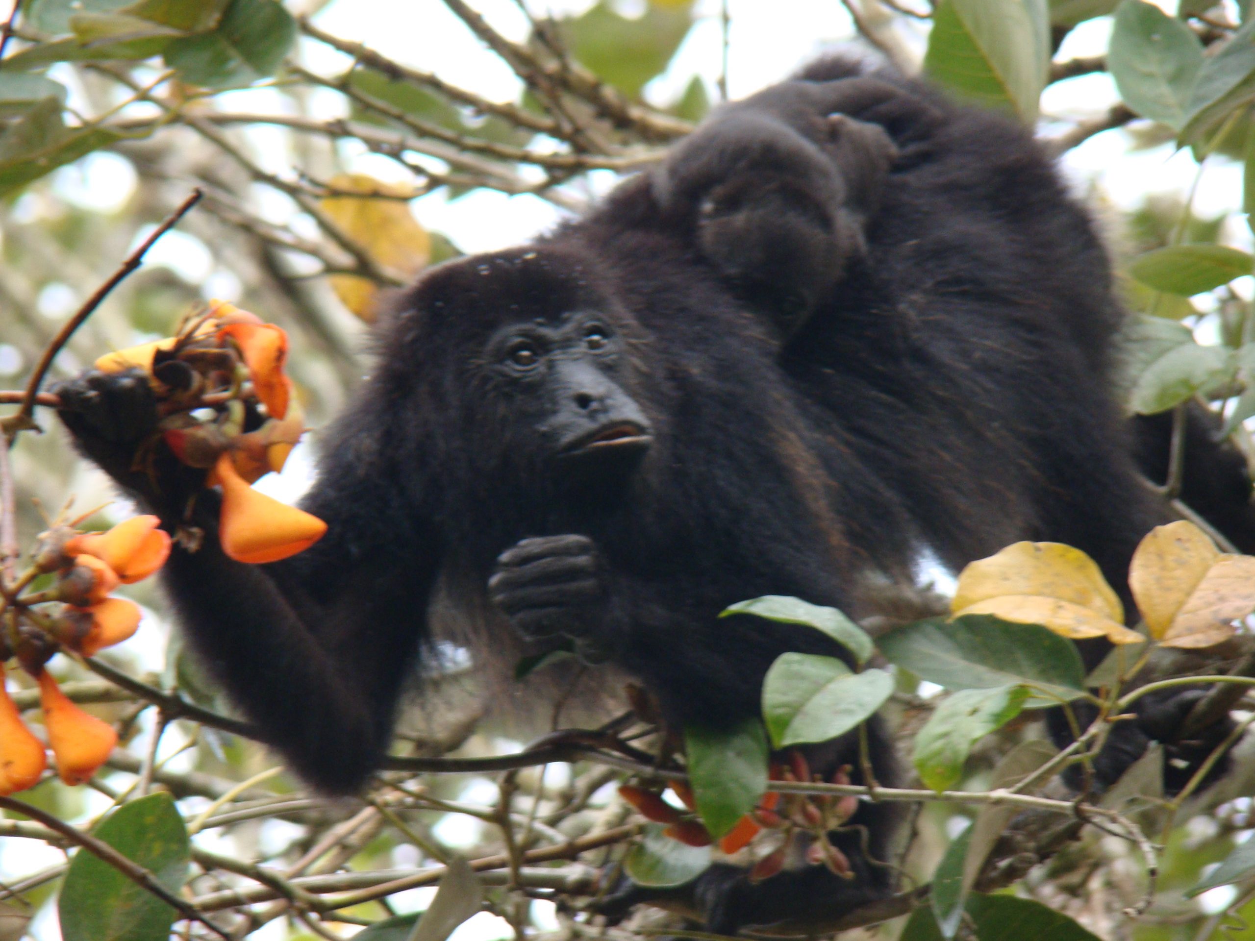 So whats going on in Belize? - Safari Arie