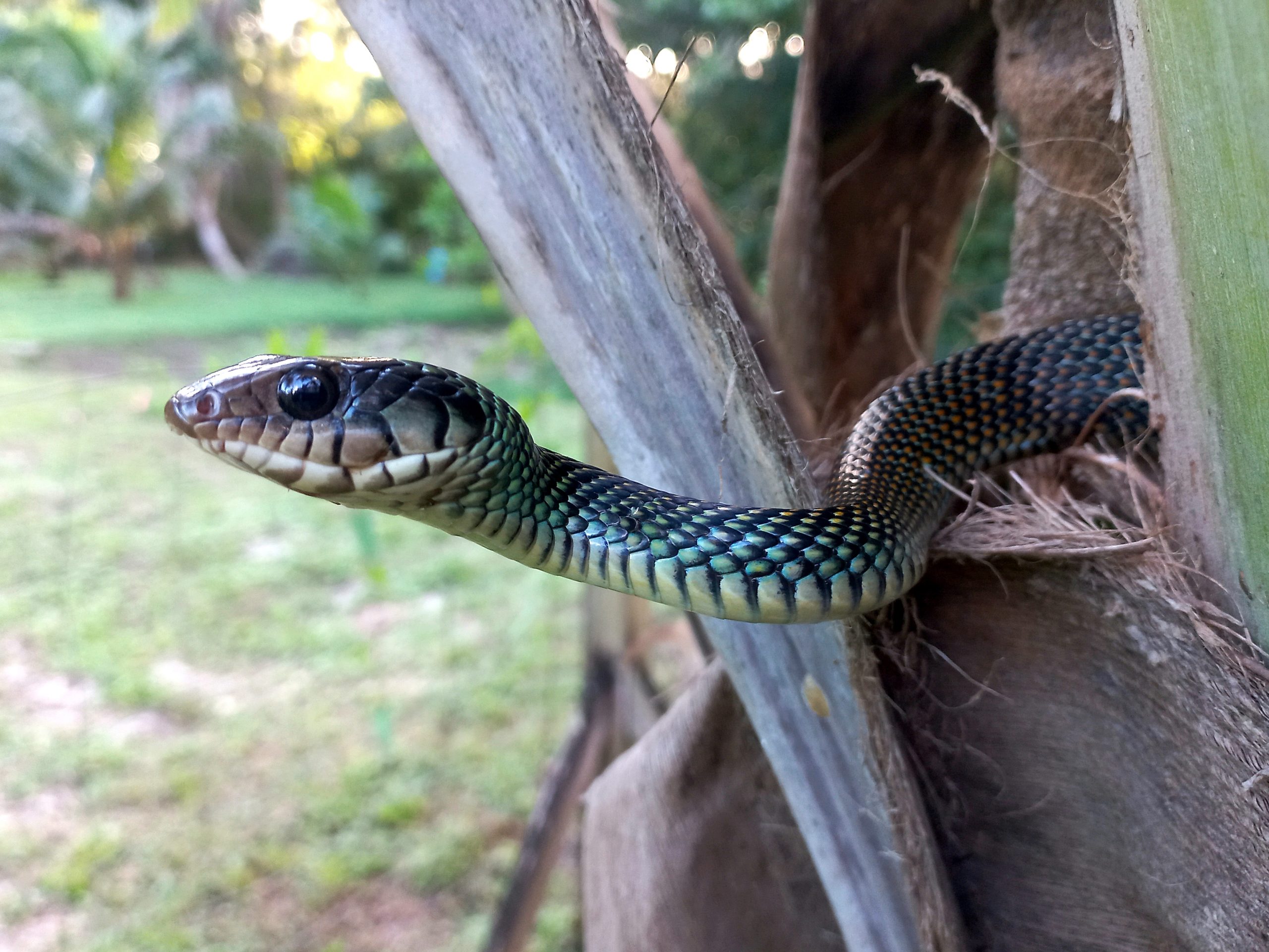 Speckled Racer Snake - Safari Arie