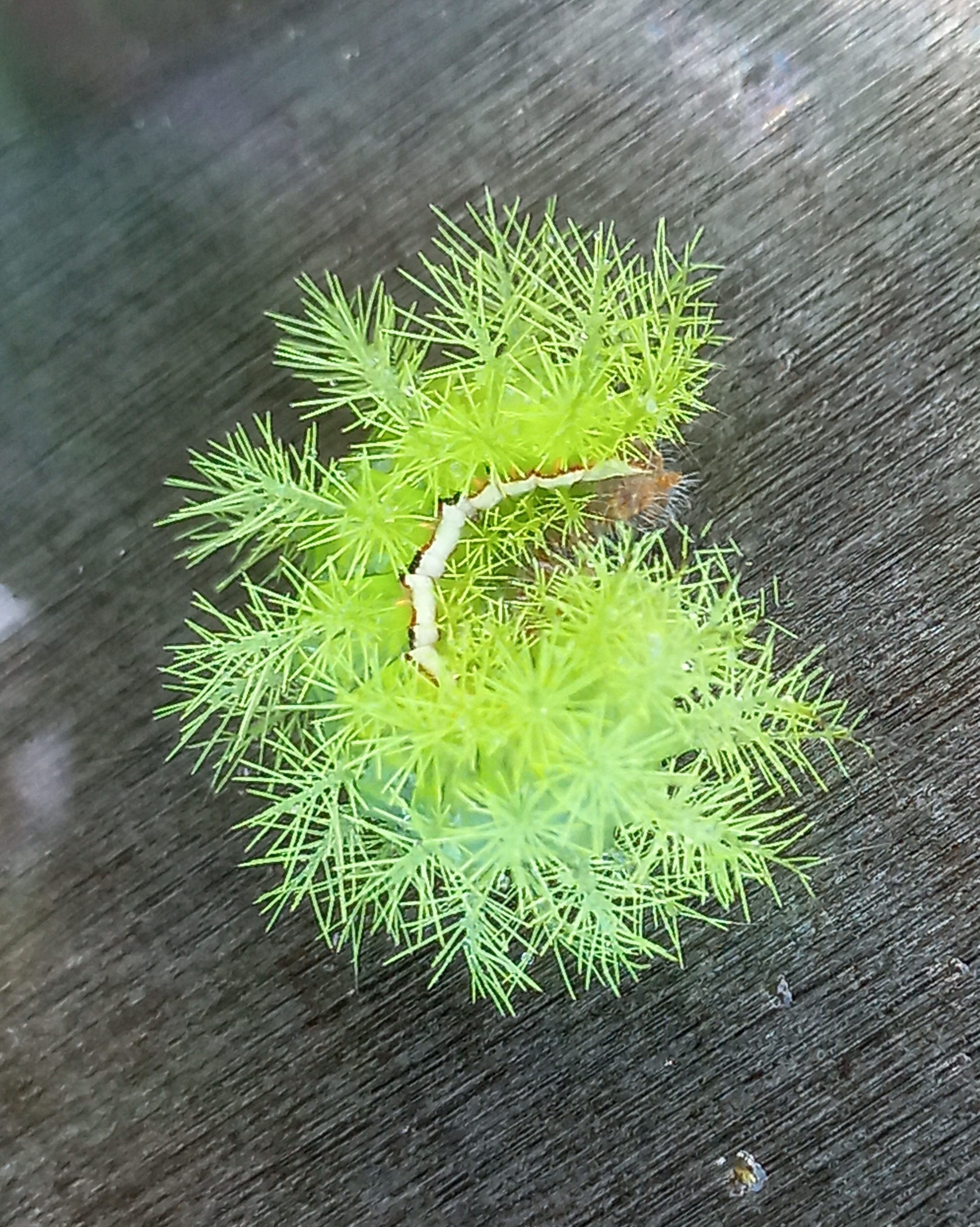Lo Moth or Peacock Caterpillar - Safari Arie