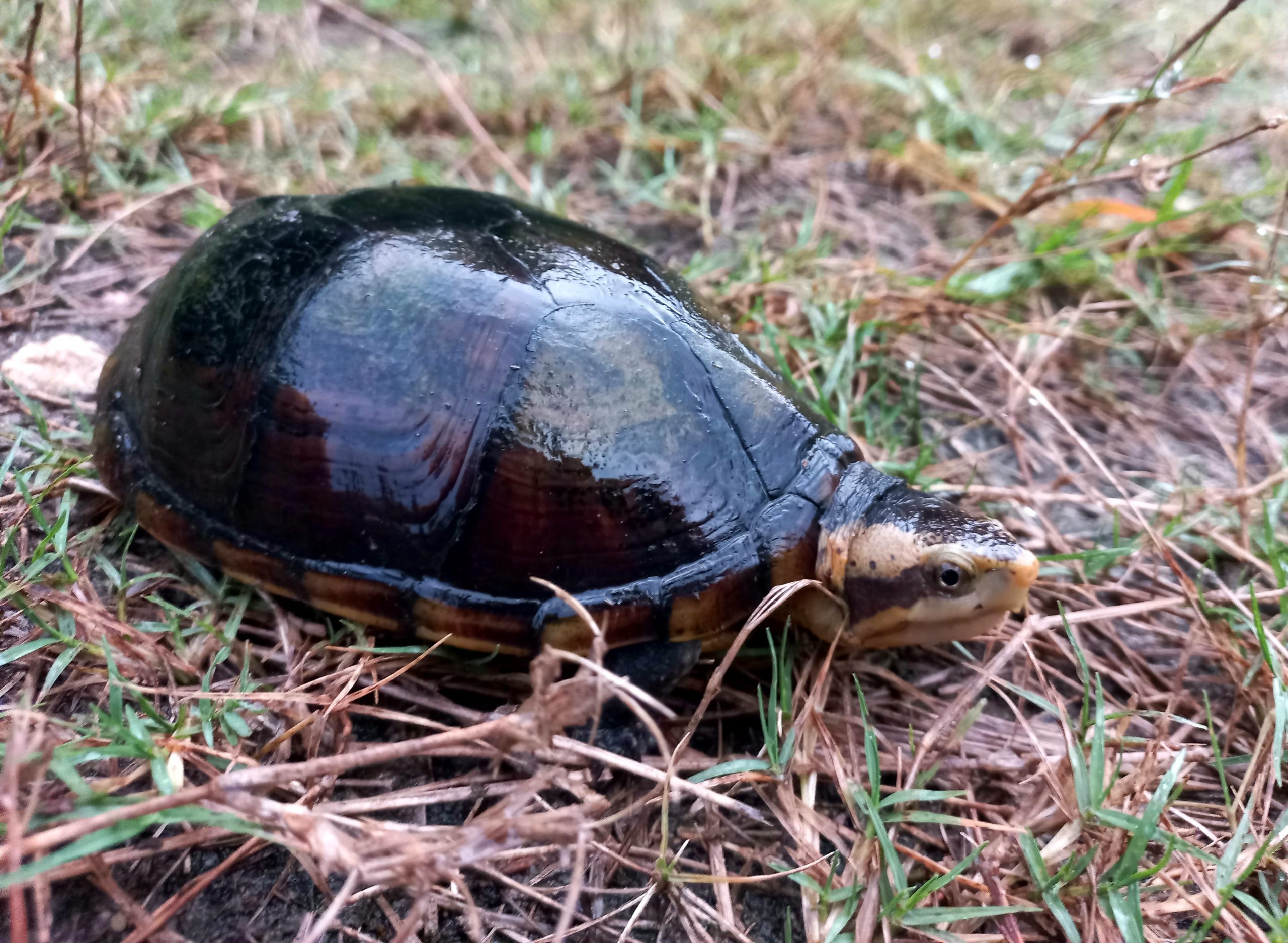 White Lipped Mud Turtle - Safari Arie