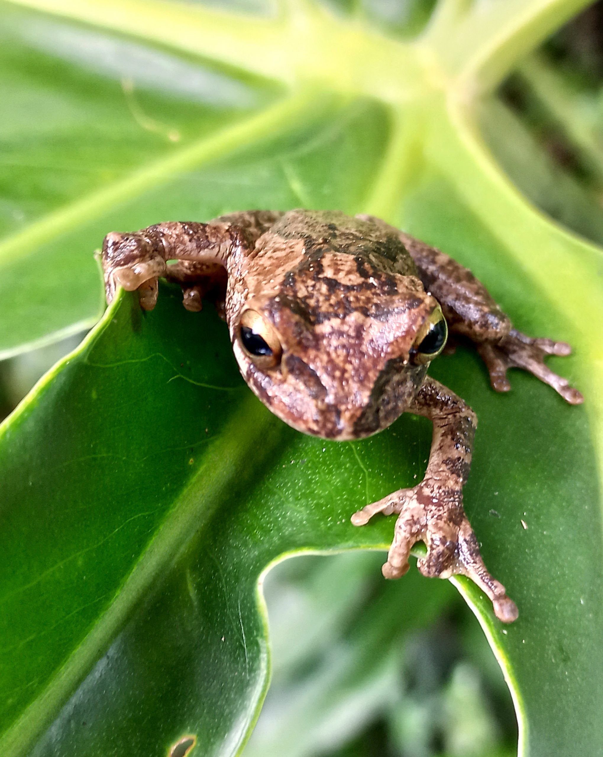 Belize Part 20 (March 29 to April 4) - Safari Arie