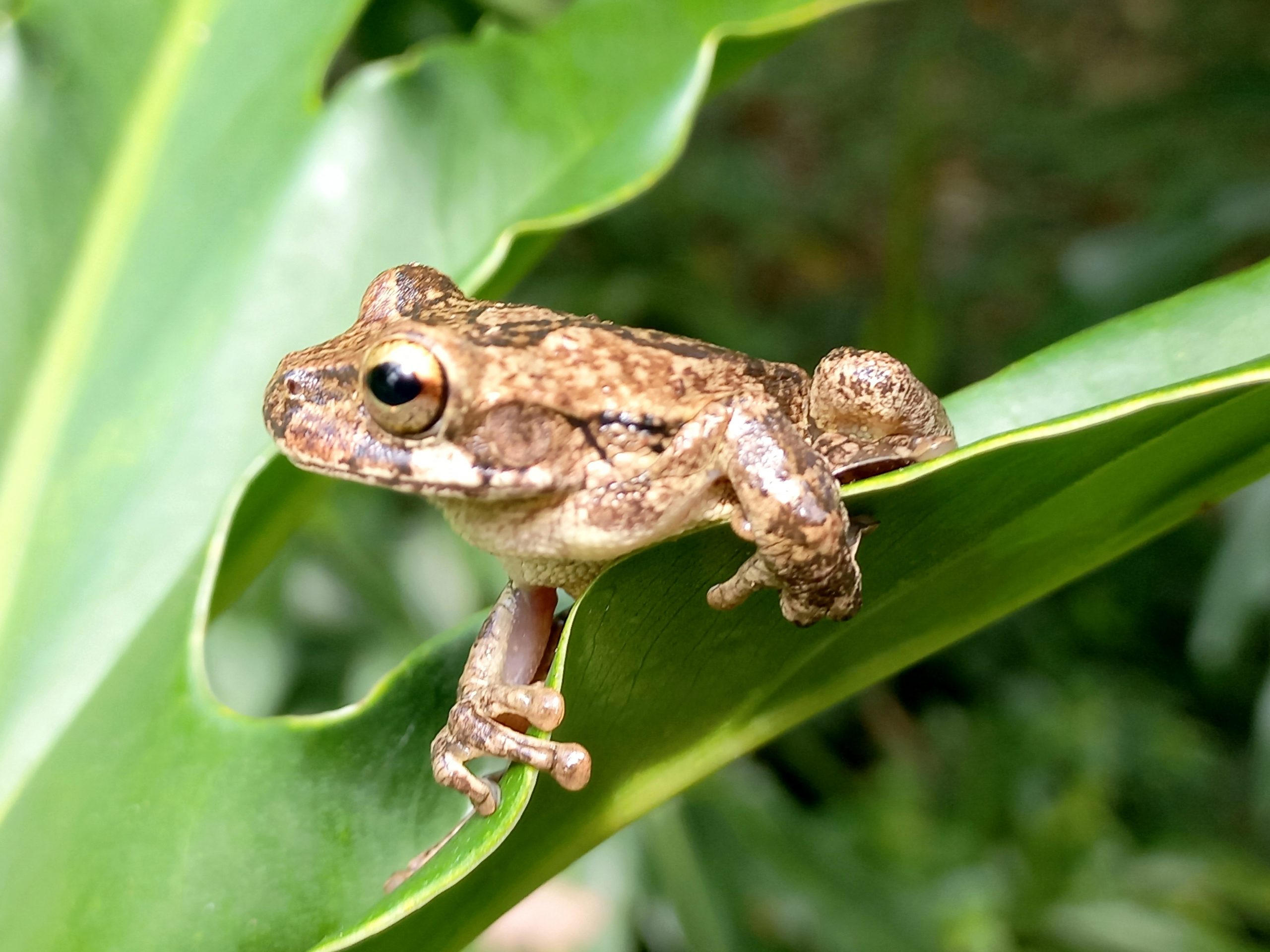 Belize Part 153 (Feb 7 to 11) - Safari Arie