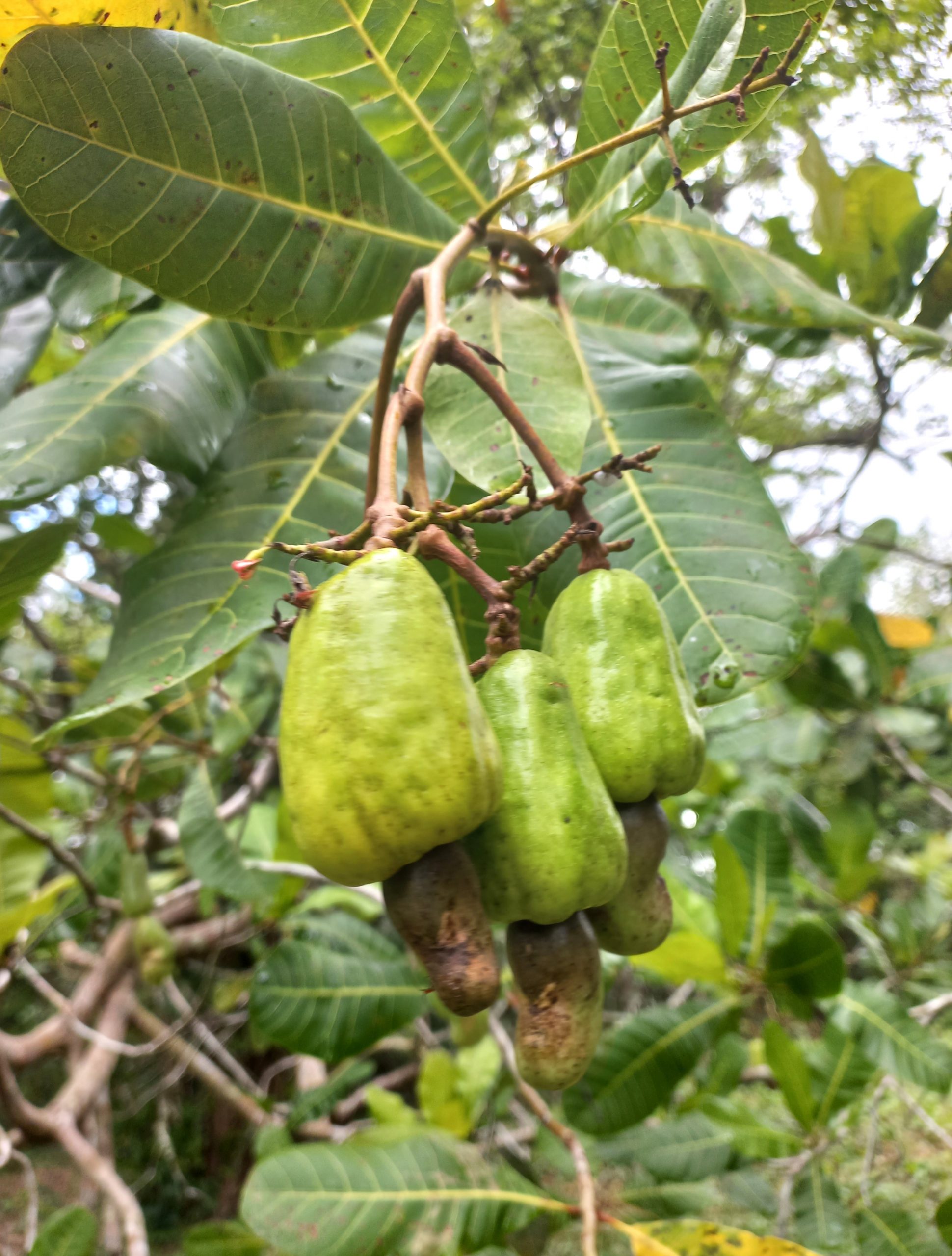 Cashew Tree - Safari Arie