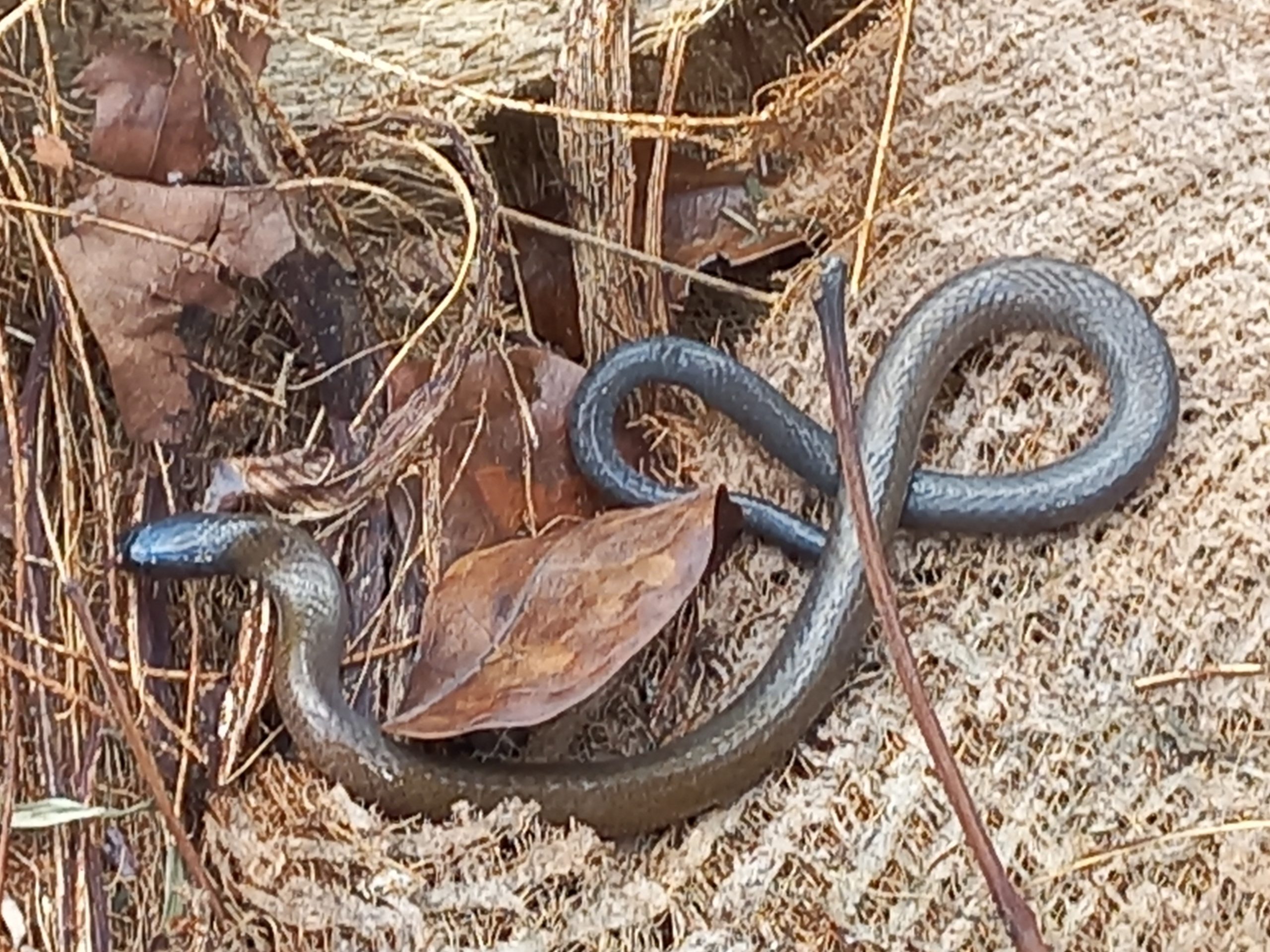 Belize Part 29 (June 2 to 12) - Safari Arie