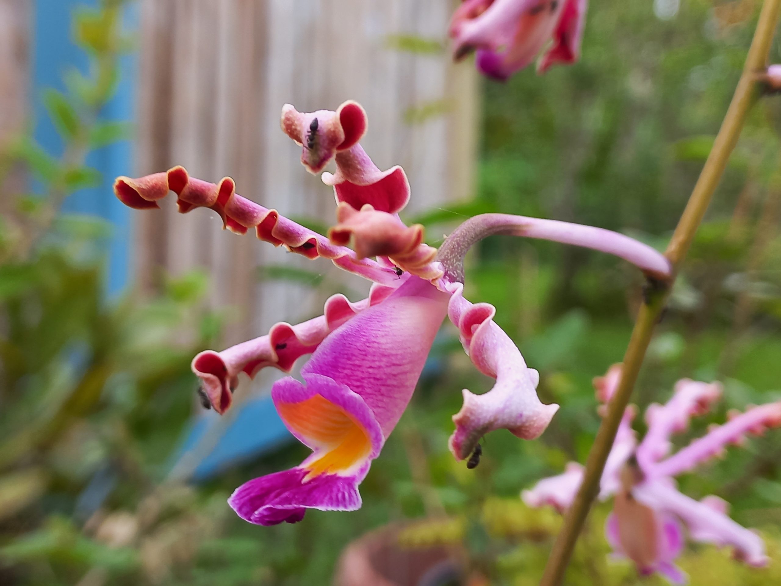 Belize Part 32 (June 27 to July 2) - Safari Arie