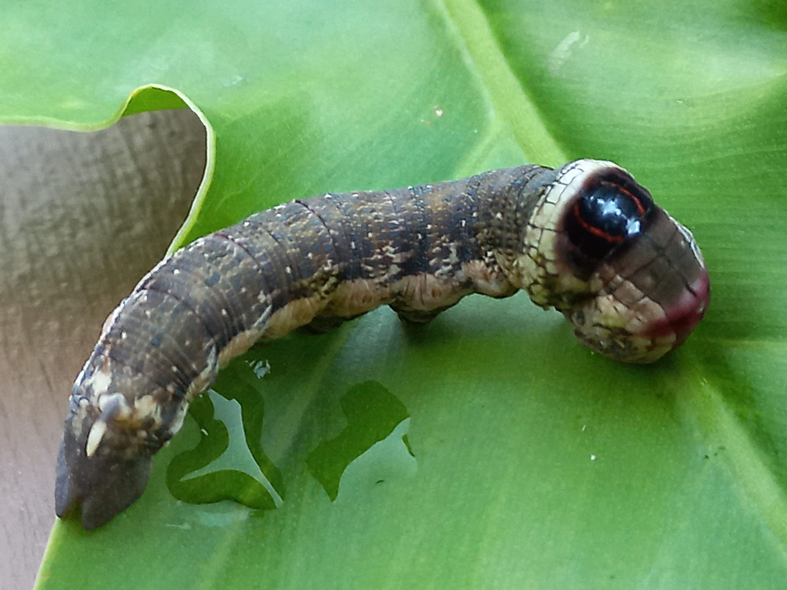 Alope Sphinx Caterpillar - Safari Arie