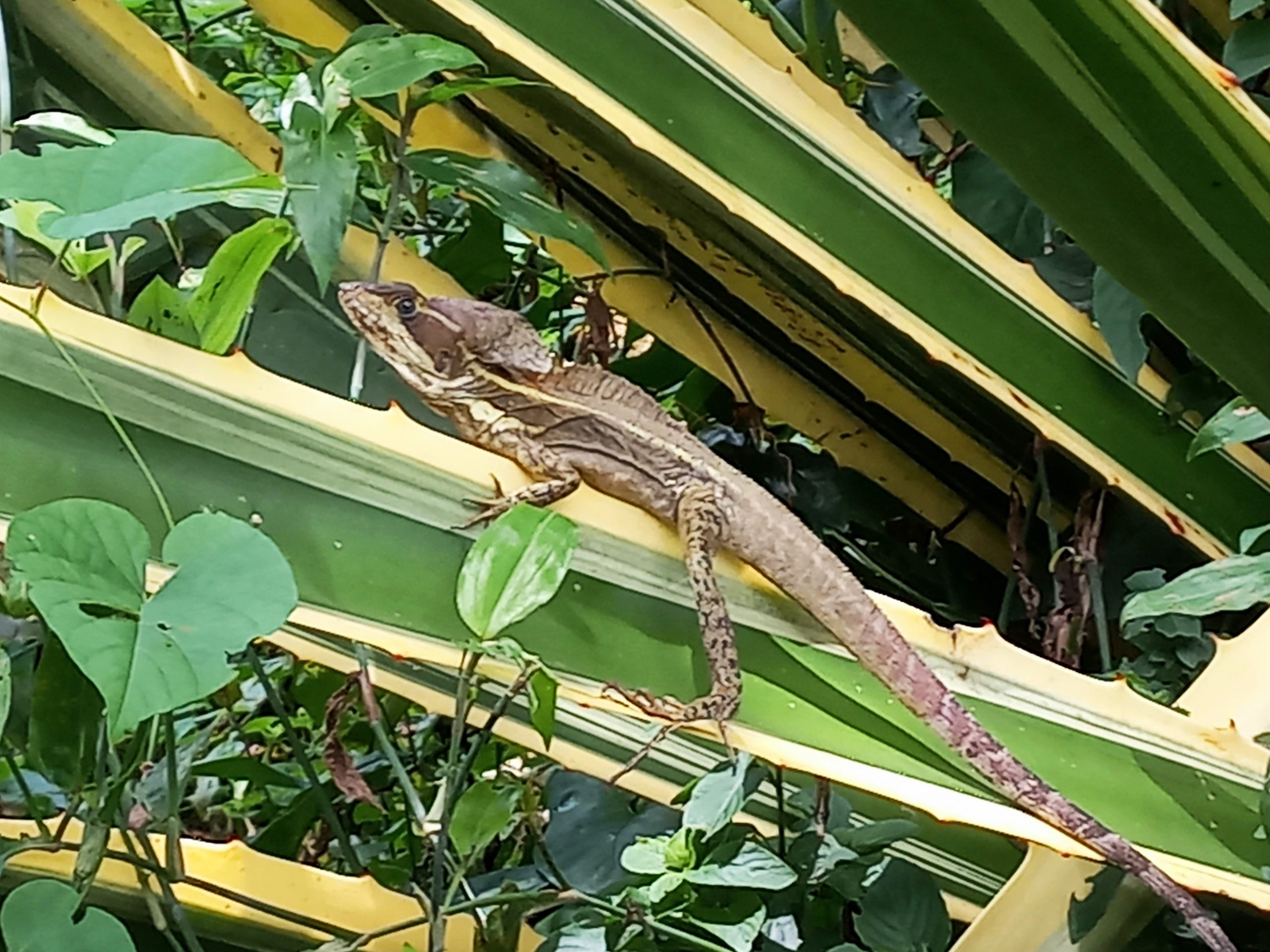 Belize Part 36 (July 21 to 26) - Safari Arie