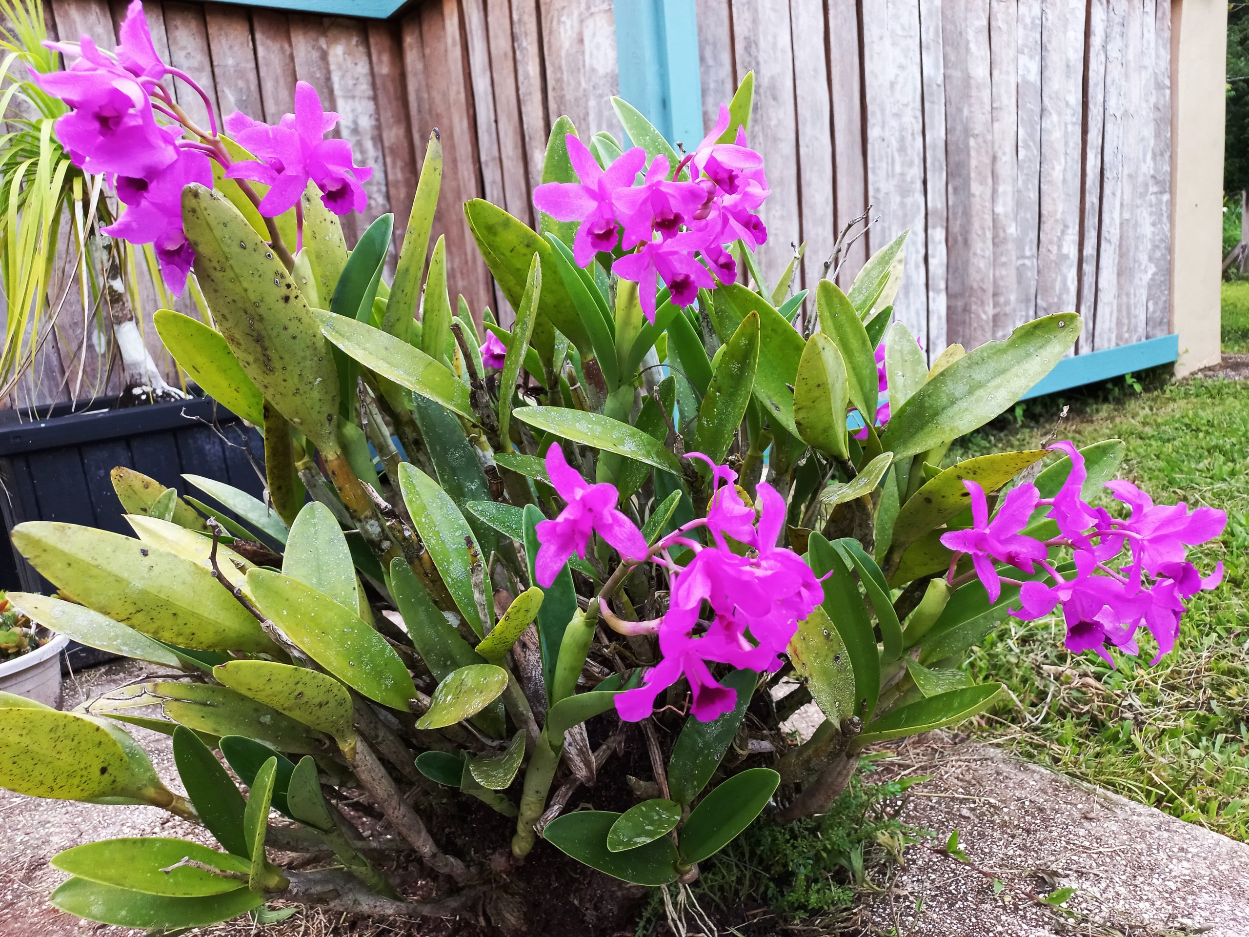 Belize Part 37 (July 27 to 31) - Safari Arie