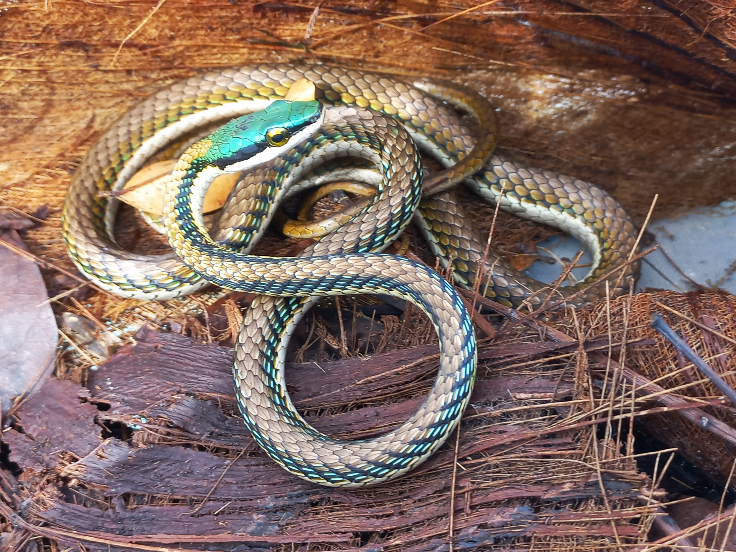 Green-headed Tree Snake - Safari Arie