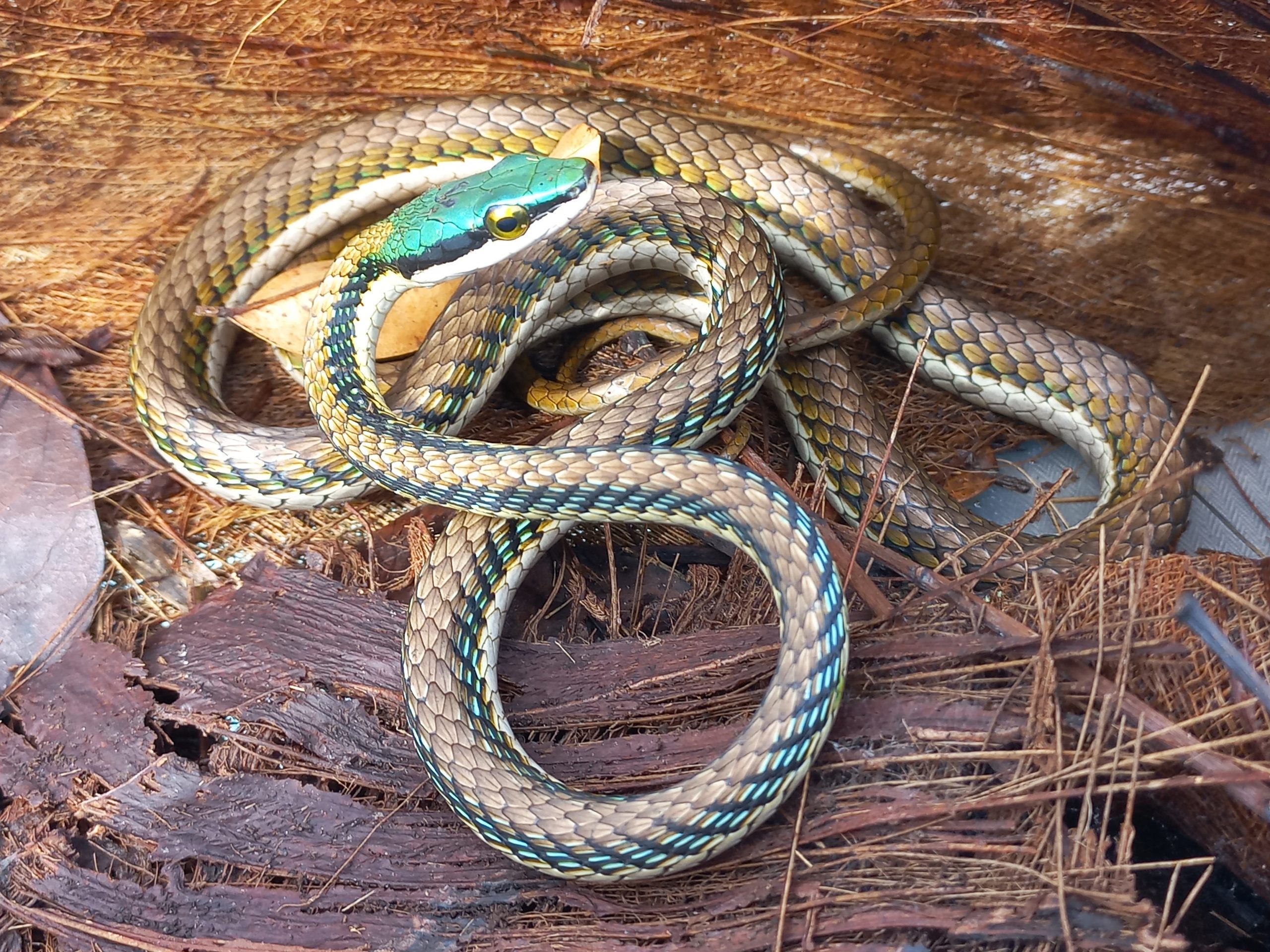 Belize Part 35 (July 15 to 20) - Safari Arie