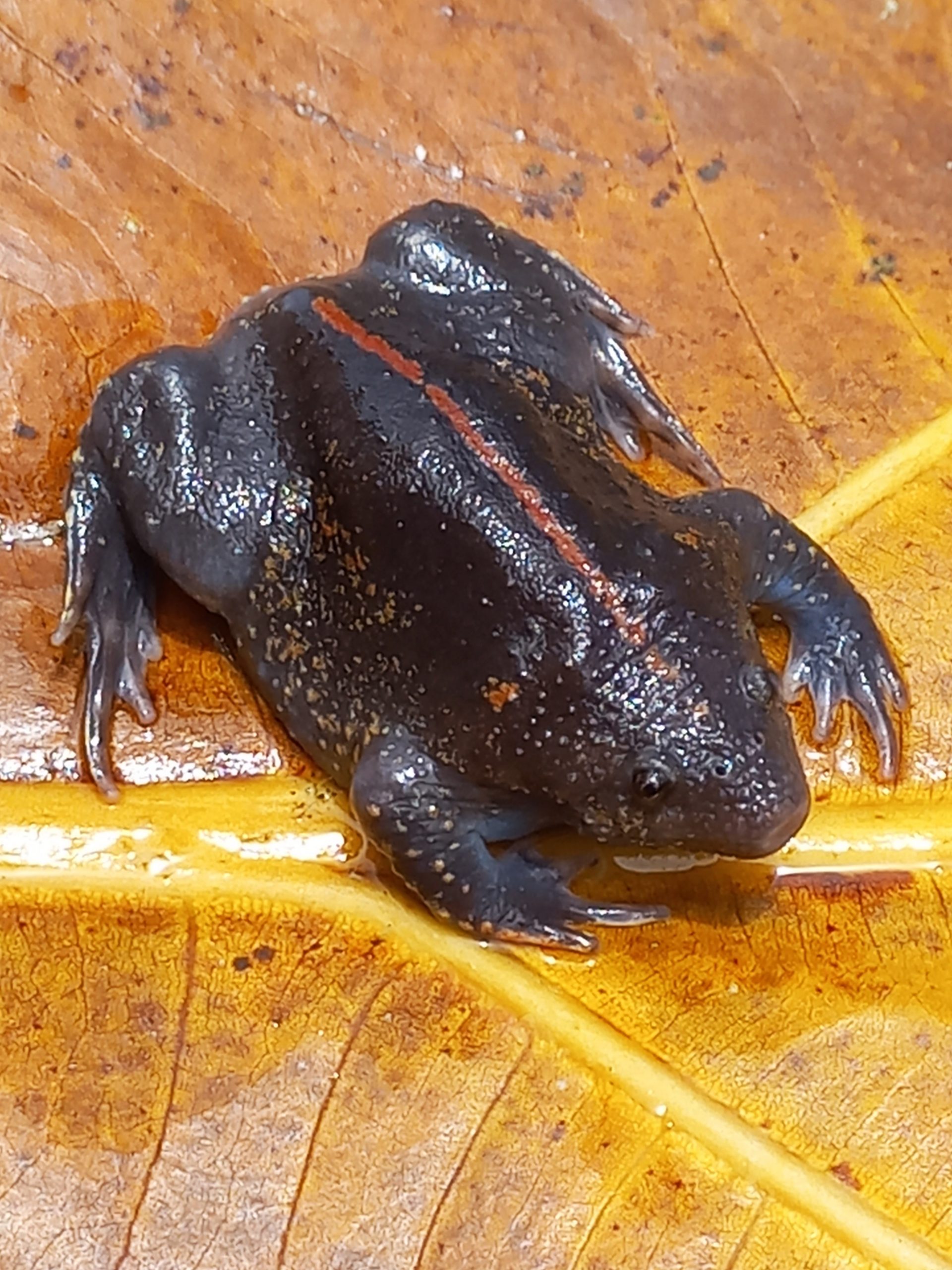 Belize Part 39 (Aug 9 to 19) - Safari Arie