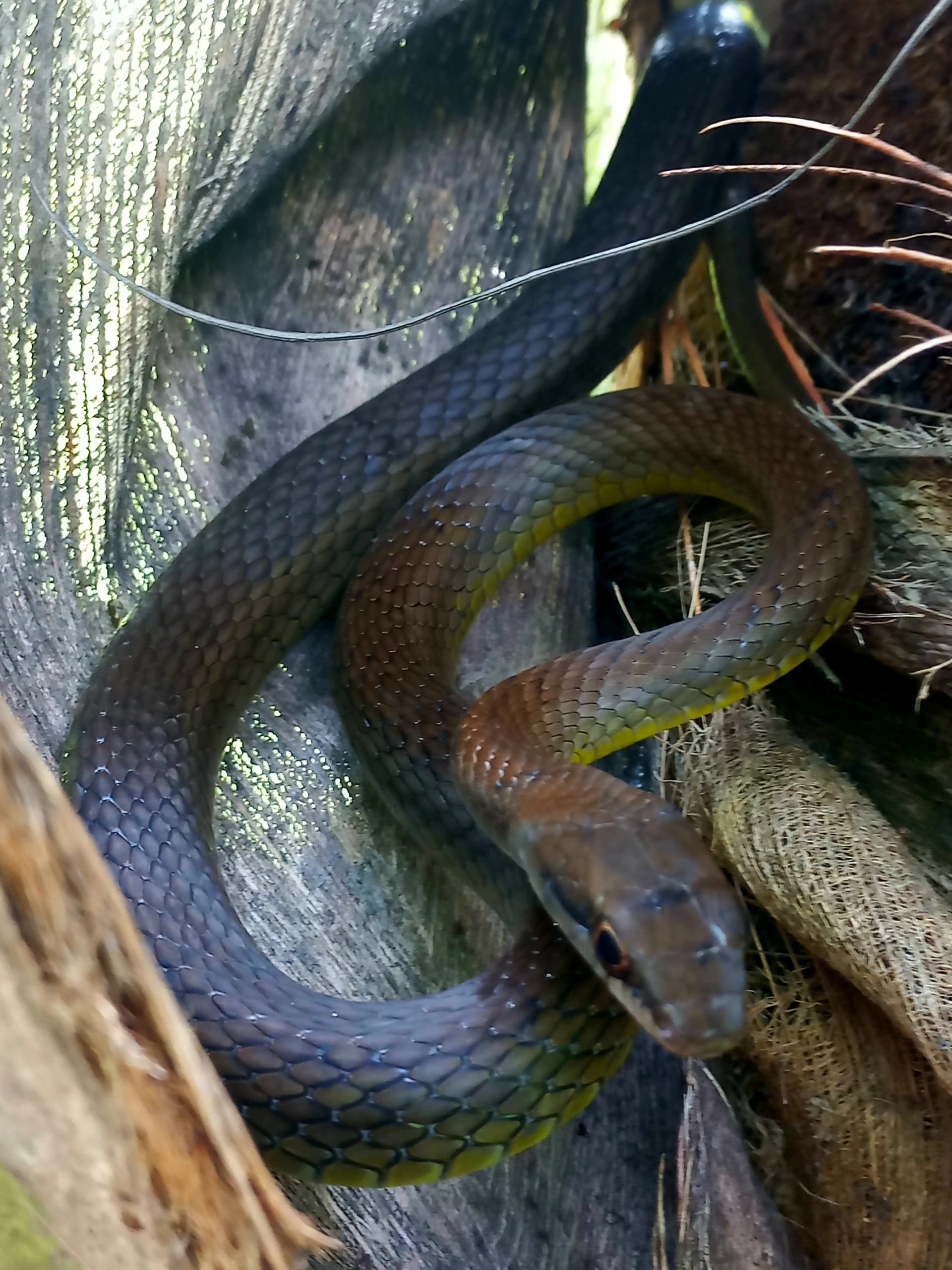 Lizard eater or Dryad snake - Safari Arie