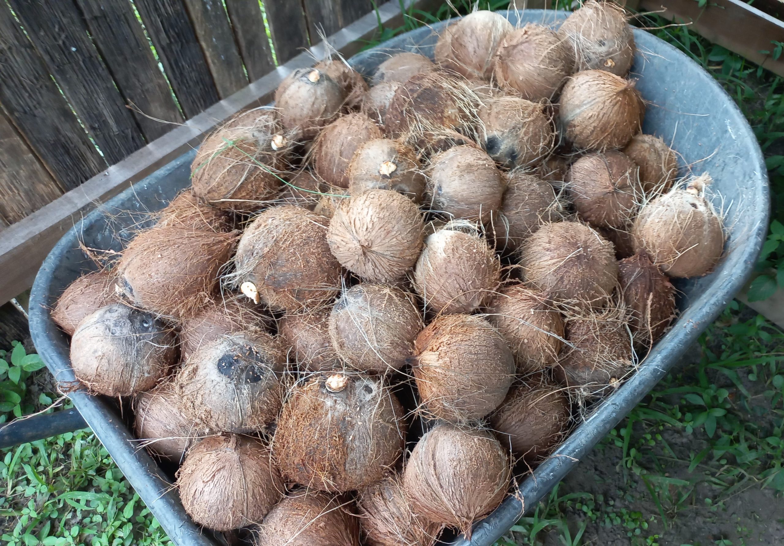 Belize Part 49 (Oct 16 to 23) - Safari Arie