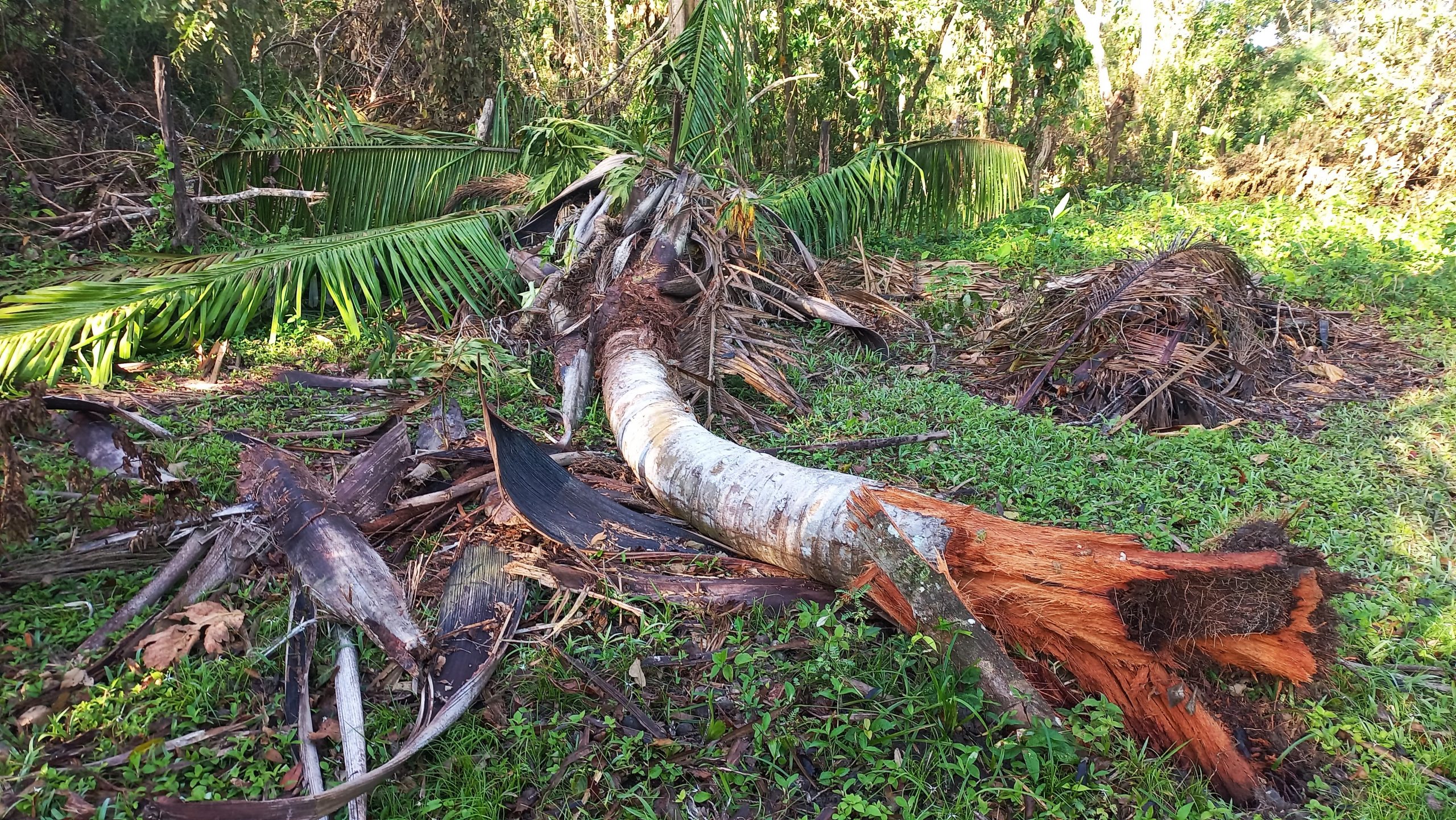 Belize Part 52 (Nov 3 to 7) - Safari Arie