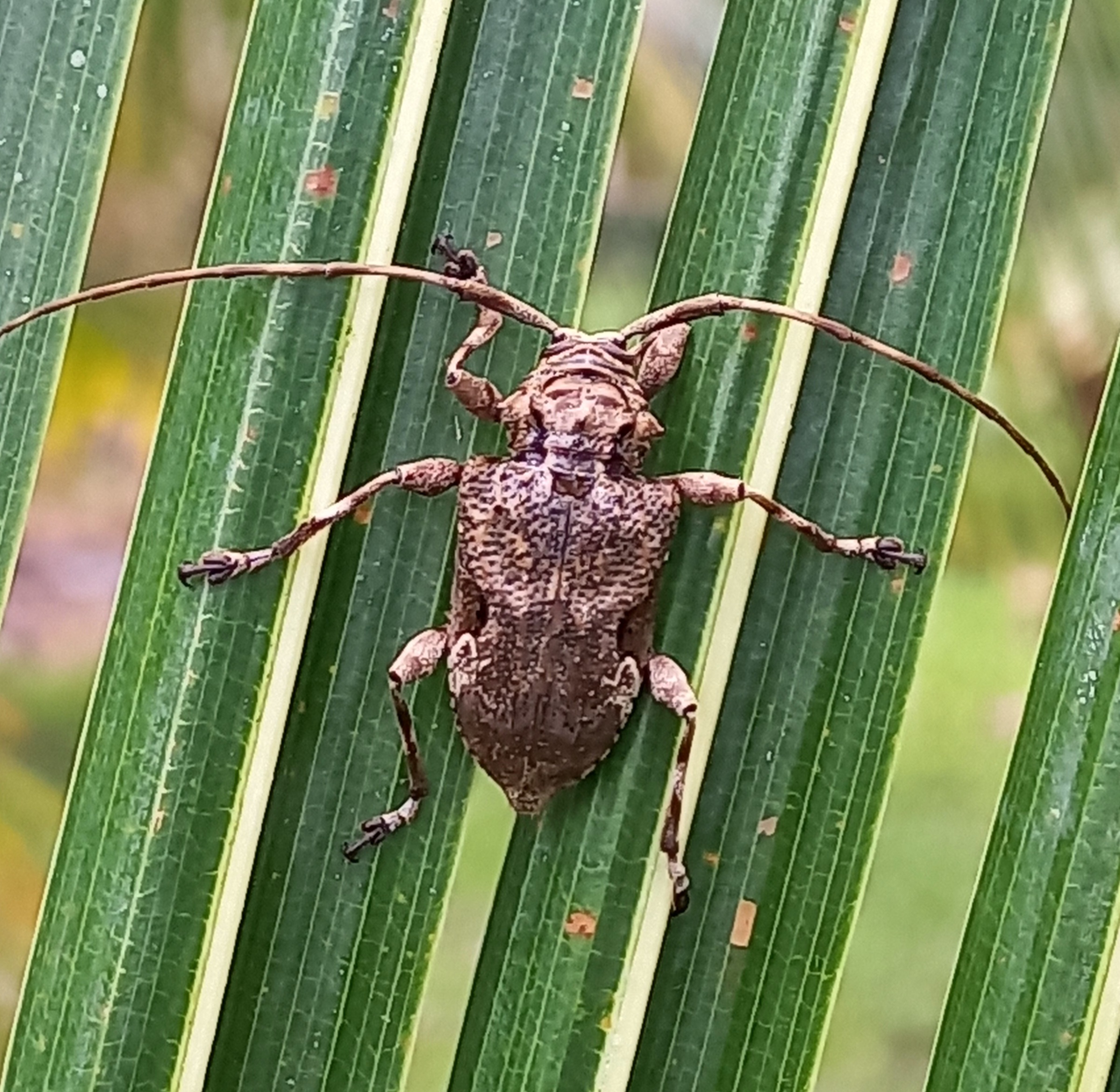 Belize Part 53 (Nov 8 to 15) - Safari Arie