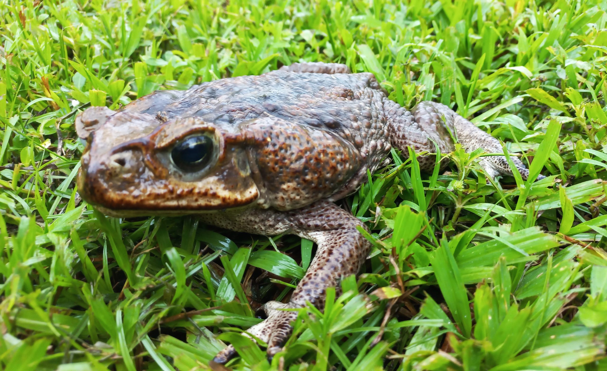 Belize Part 54 (Nov 16 to 21) - Safari Arie