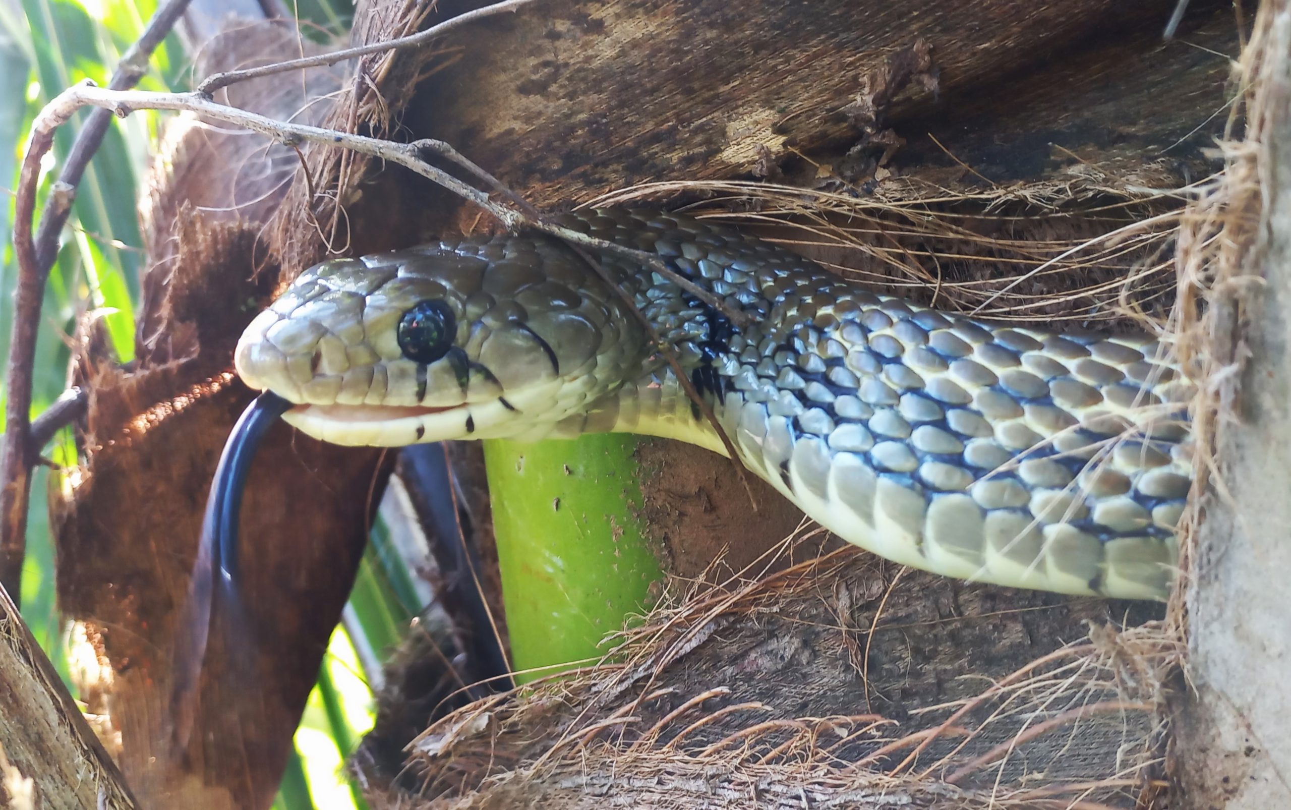 Belize Part 64 (Jan 11 to 17) - Safari Arie