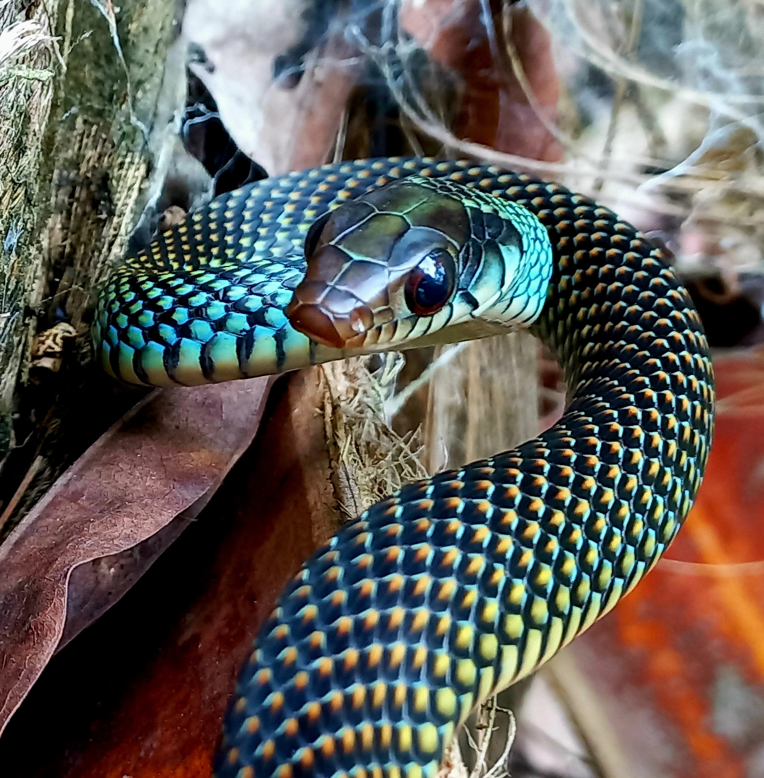 Belize Part 66 (Jan 24 to 28) - Safari Arie