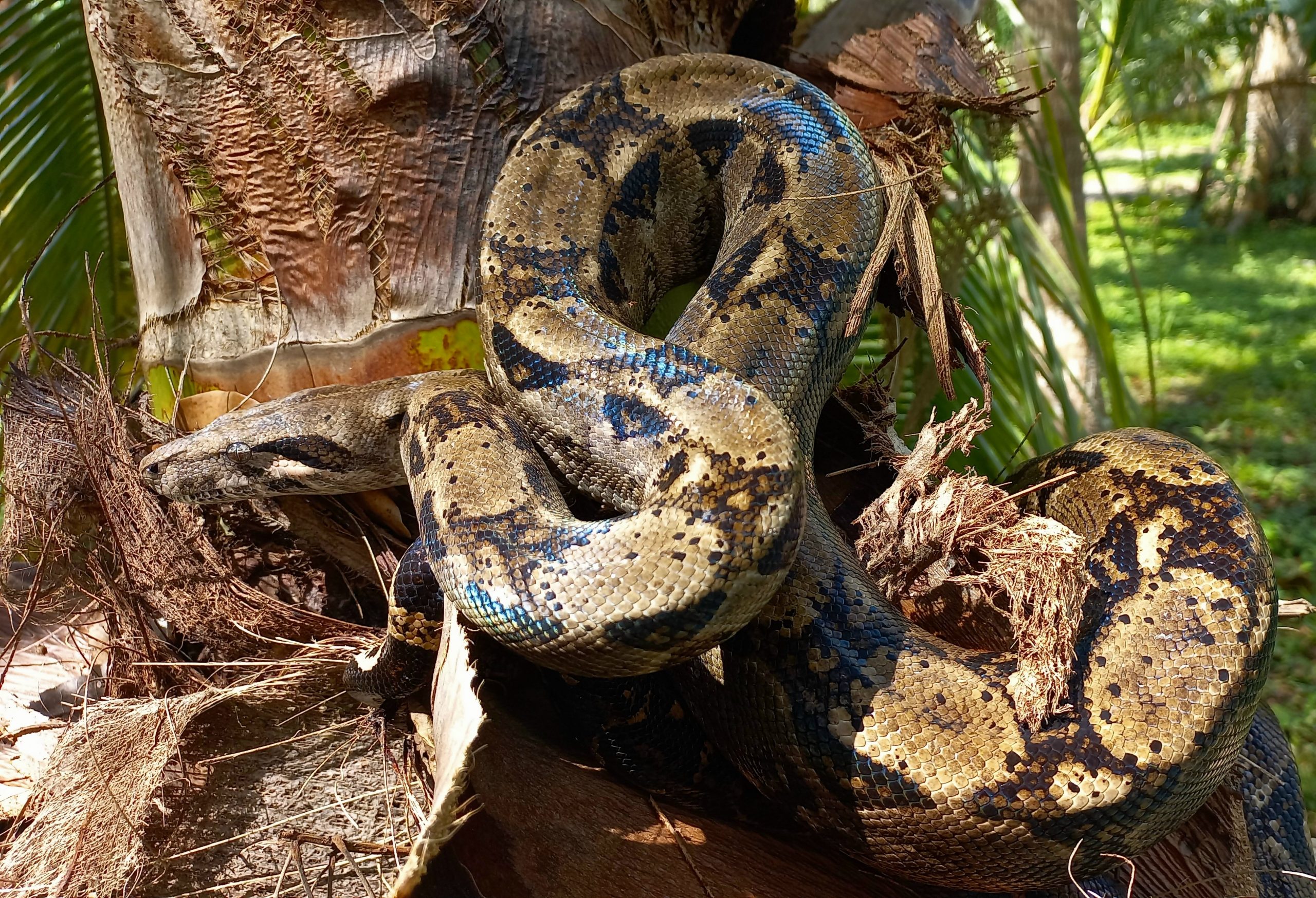 Boa Constrictor - Safari Arie
