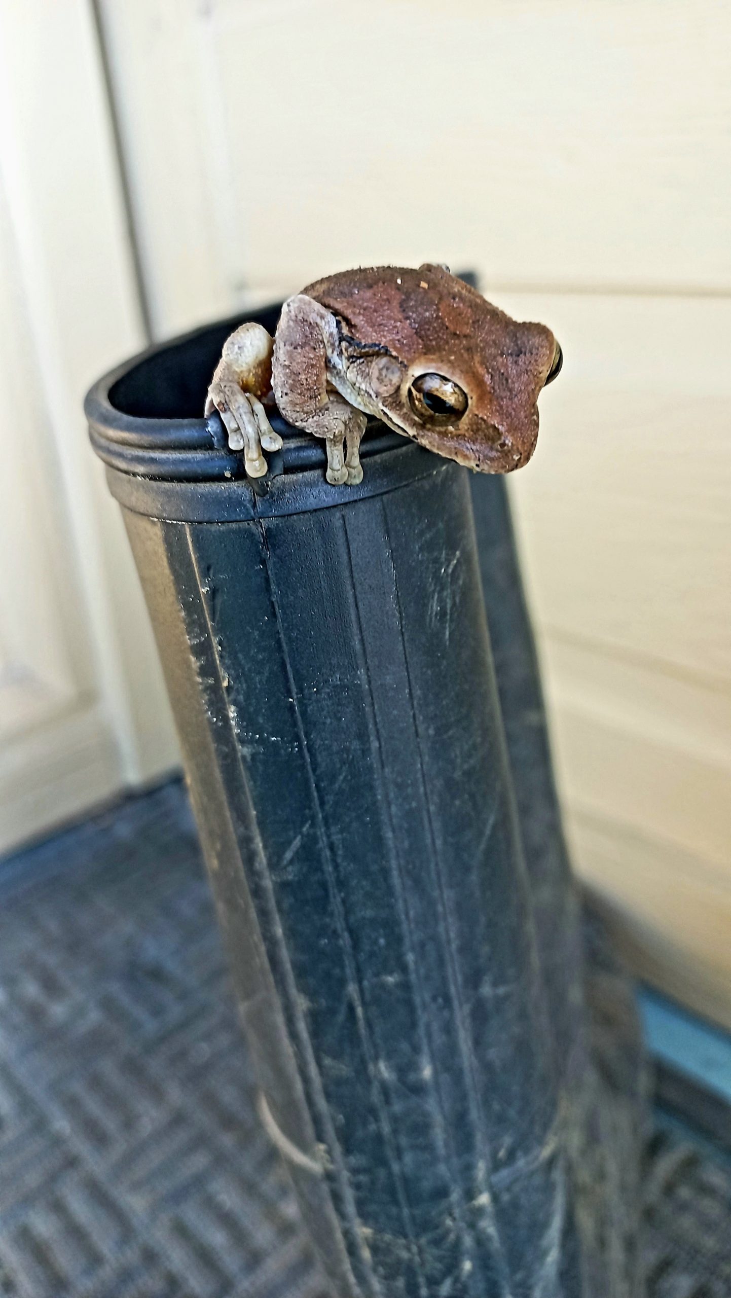 Belize Part 74 (March 30 to April 5) - Safari Arie