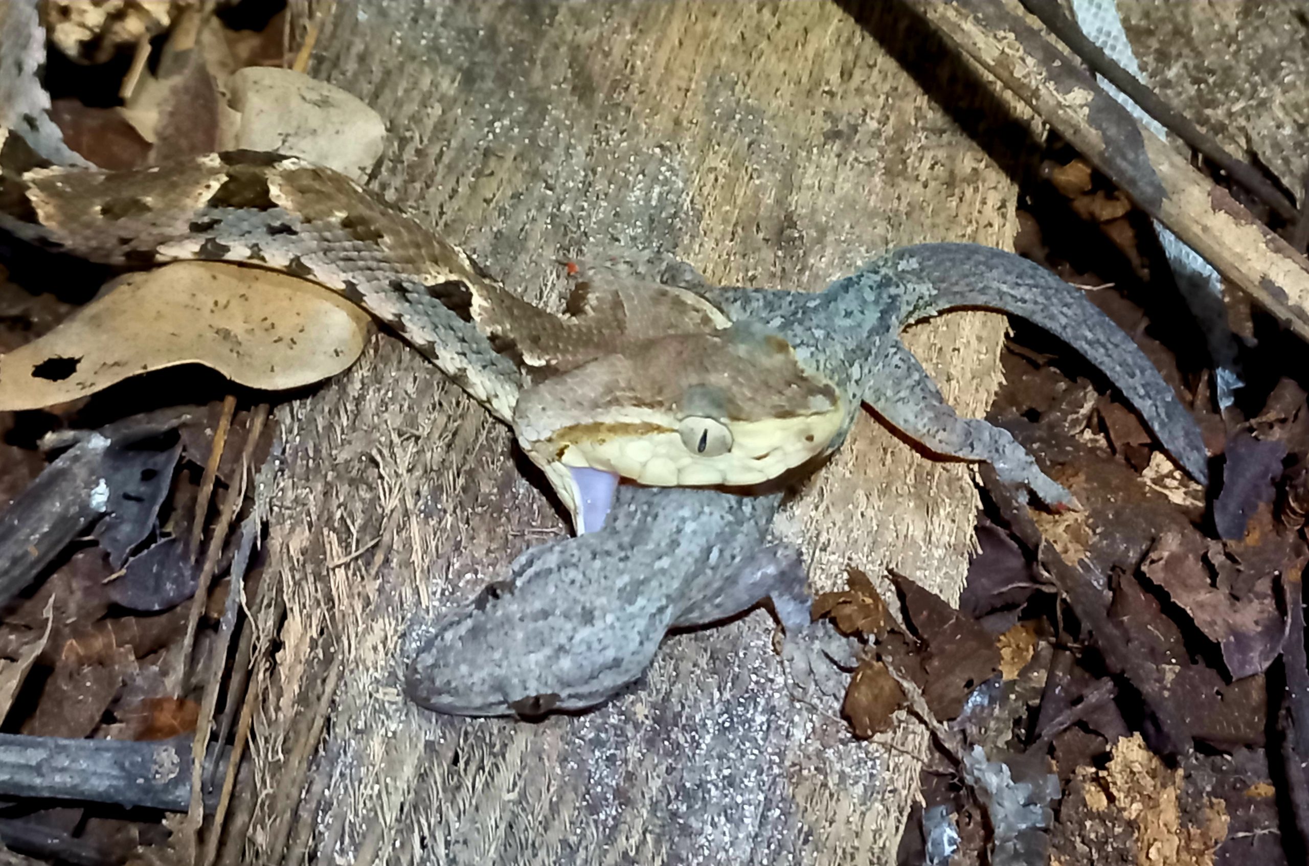 Belize Part 75 (April 6 to 14) - Safari Arie