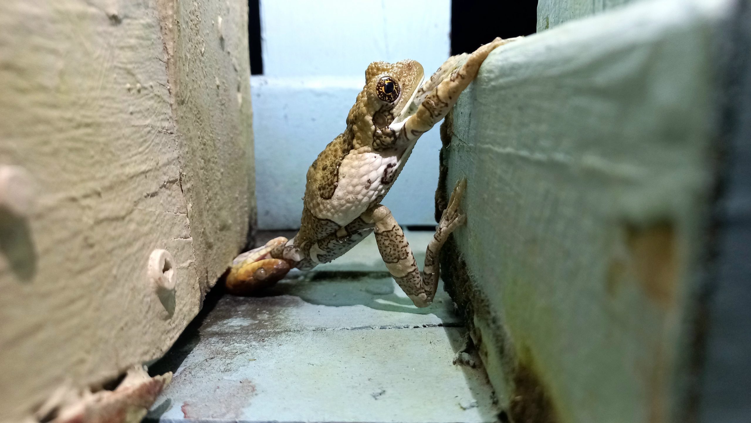 Belize Part 76 (April 15 to 21) - Safari Arie