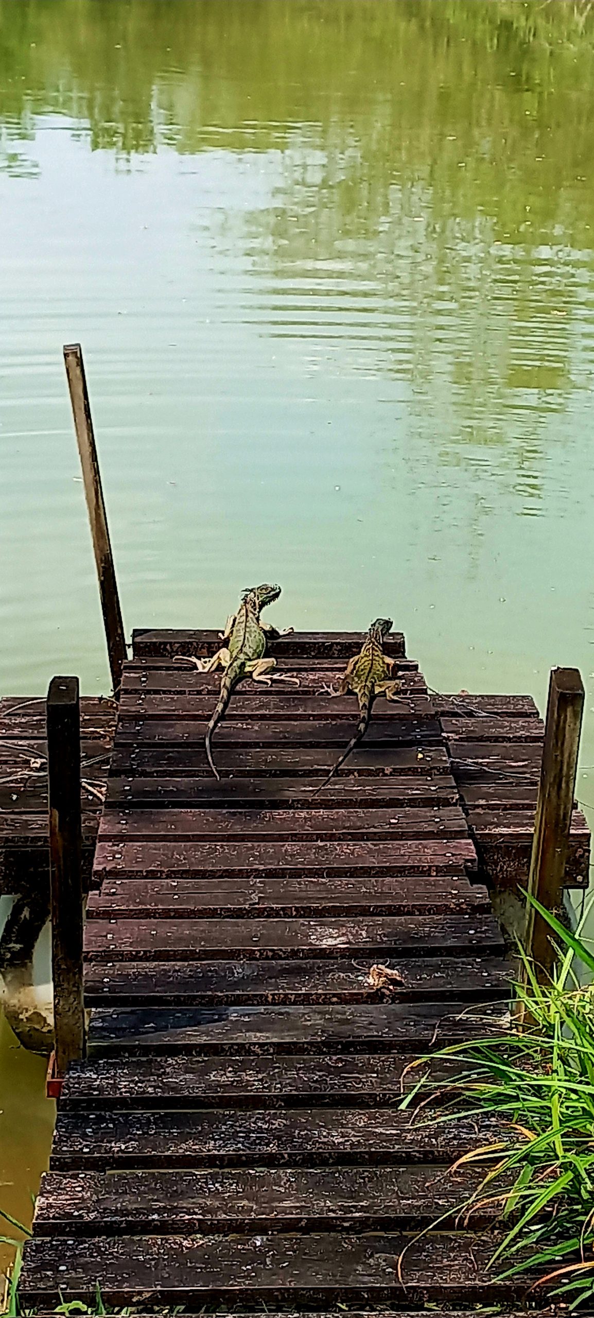 Belize Part 78 (May 1 to 8) - Safari Arie