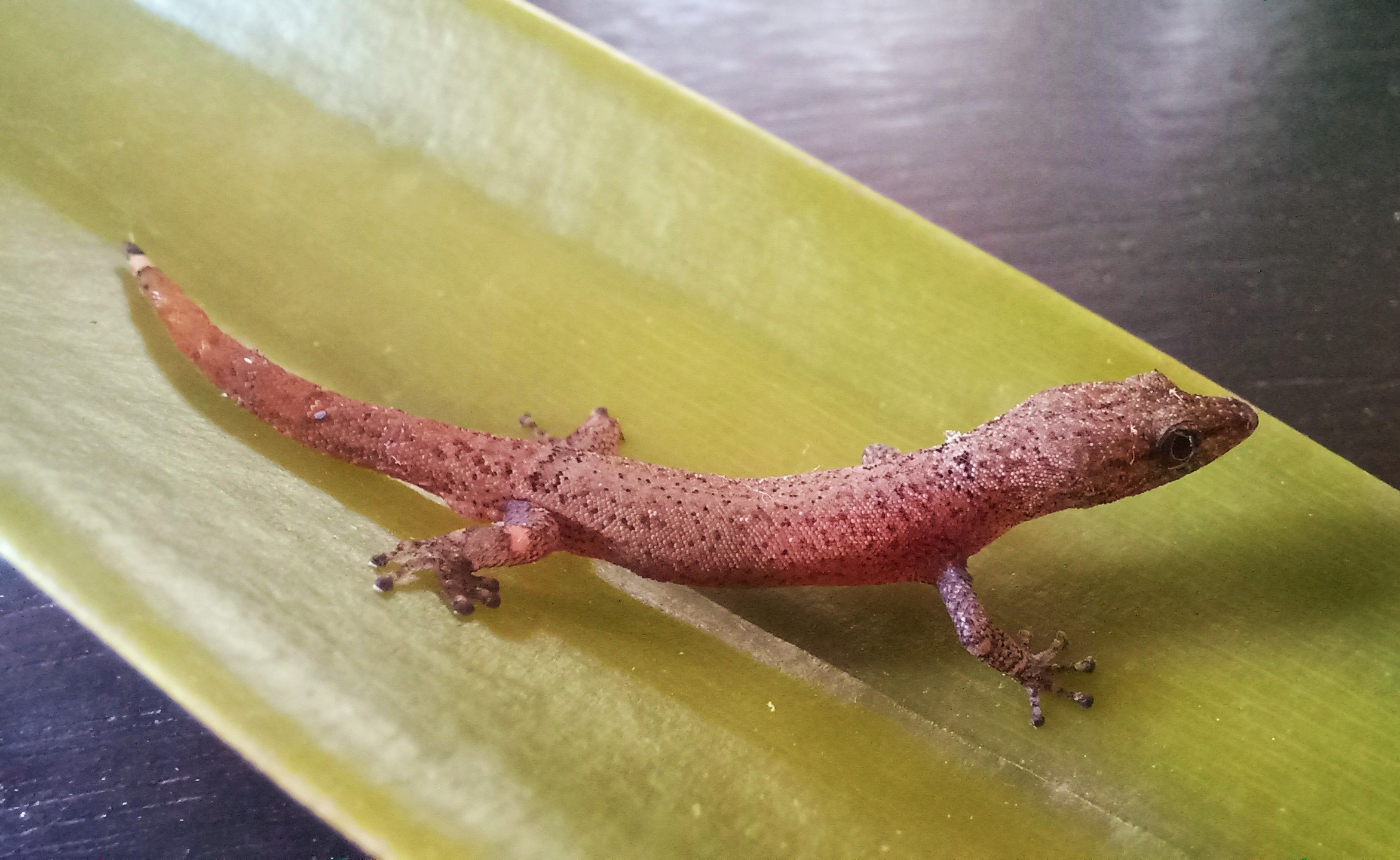 Dwarf Gecko - Safari Arie