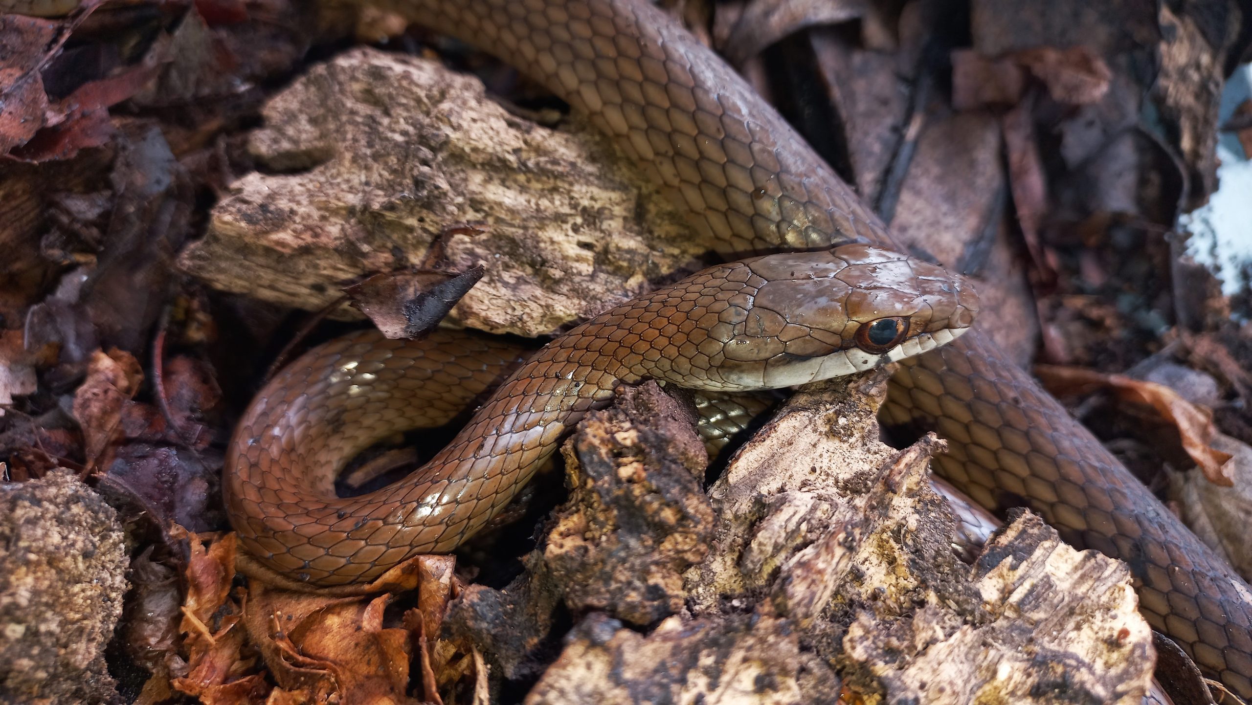 Belize Part 92 (Aug 17 to 23) - Safari Arie