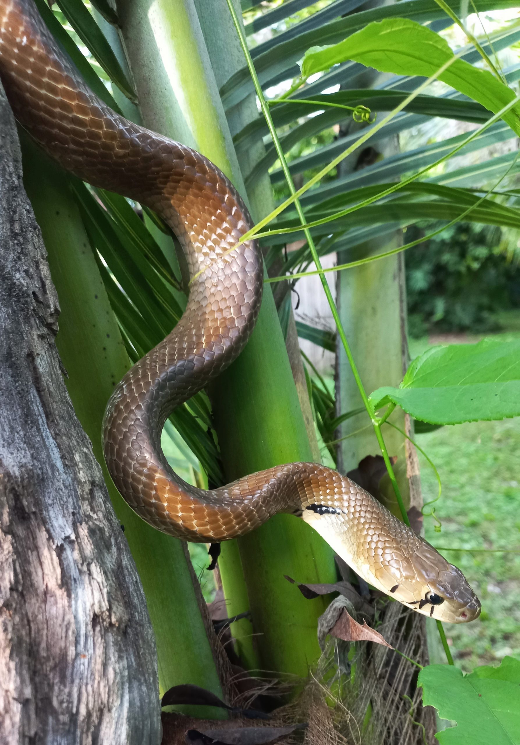 Belize Part 93 (Aug 24 to 30) - Safari Arie