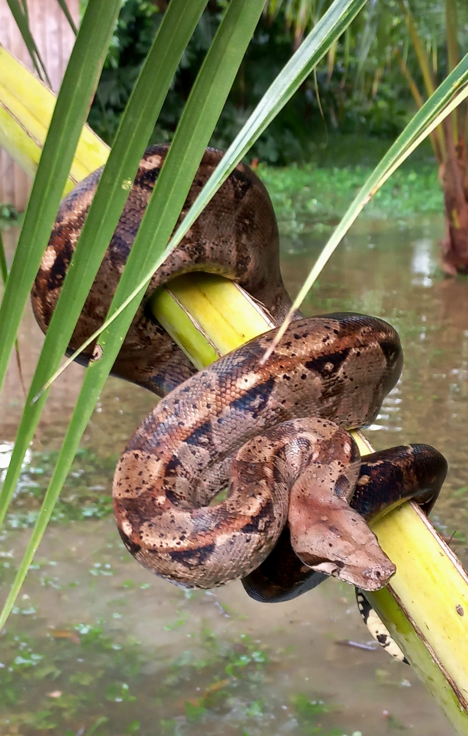Living Safely with Wildlife in the Jungle: Essential Tips for Daily Life