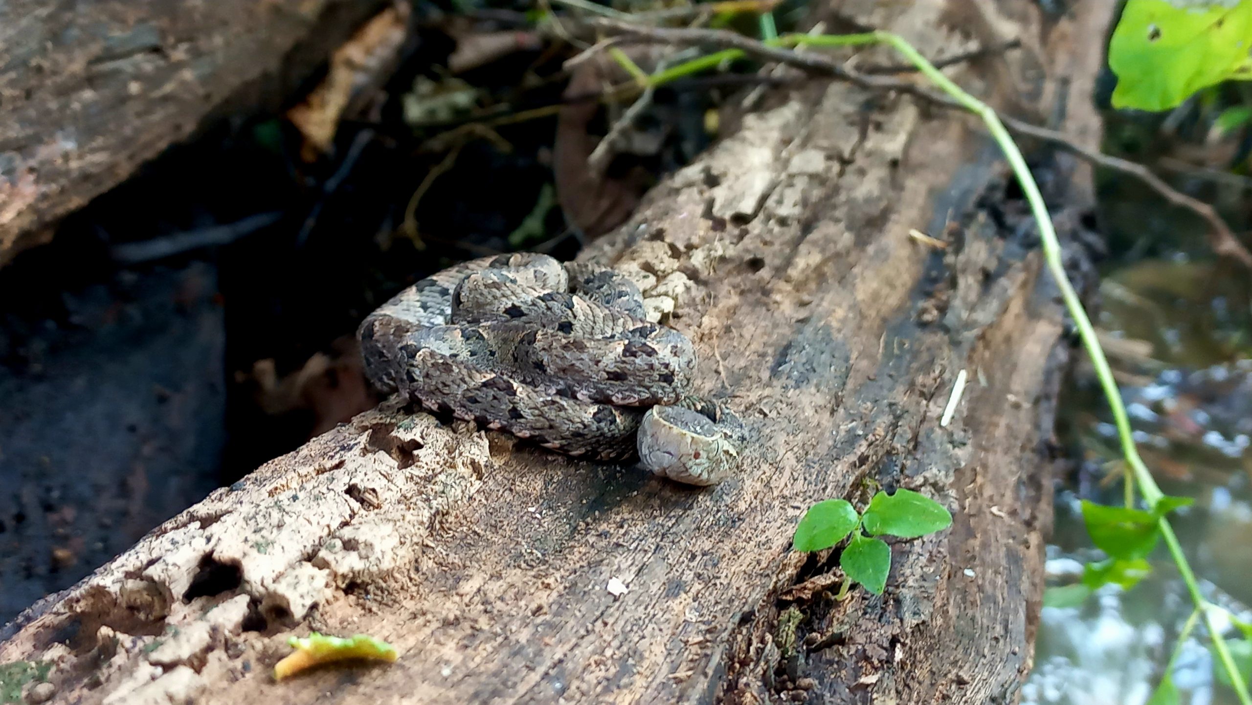 Fer de Lance Snake - Safari Arie