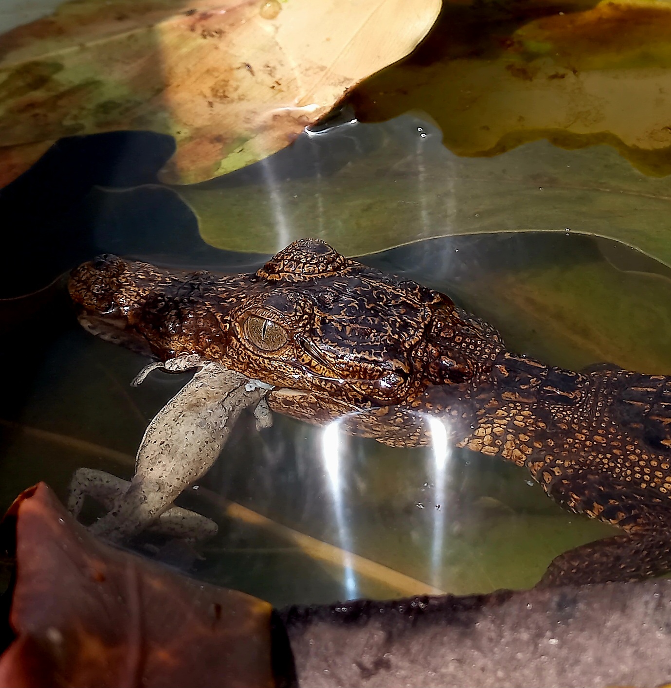 Belize Part 113 (Feb 20 to March 2) - Safari Arie