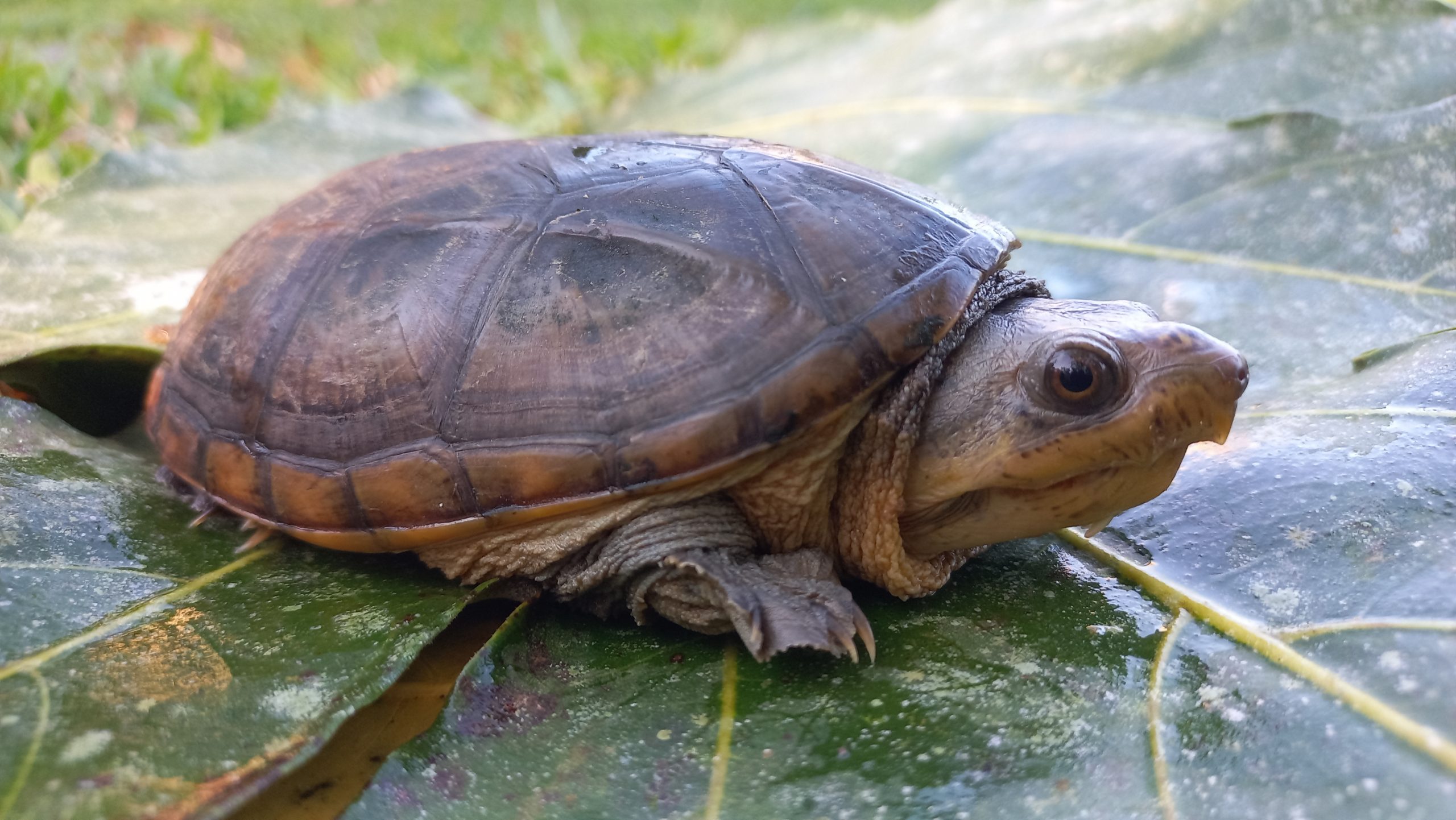 Narrow-bridged Musk Turtle - Safari Arie