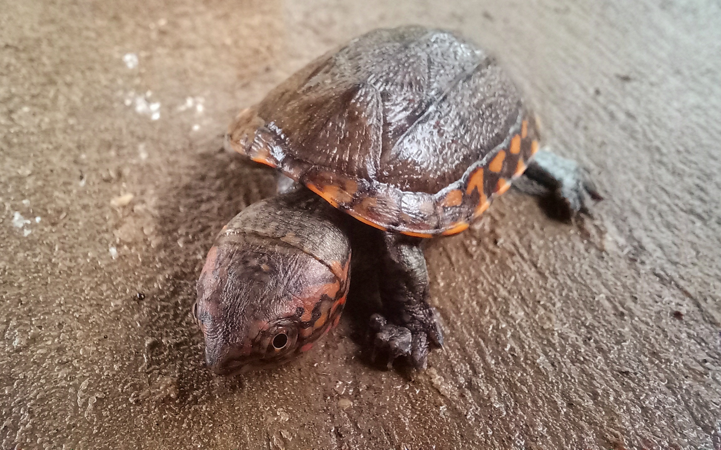 Red-cheeked Mud Turtle - Safari Arie