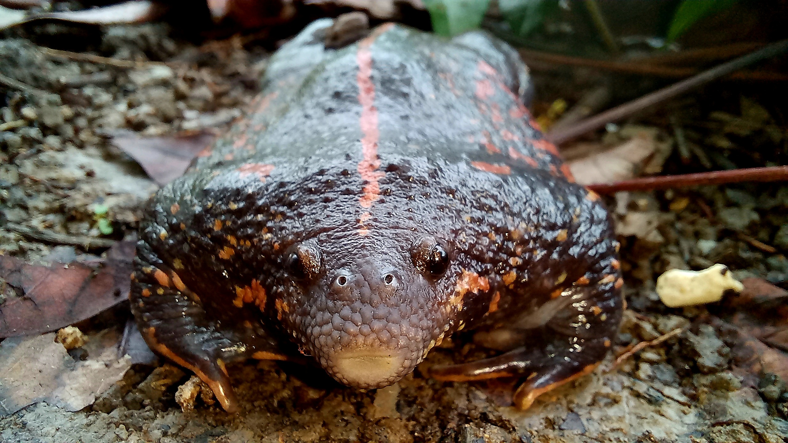 Belize Part 125 (June 24 to July 3) - Safari Arie