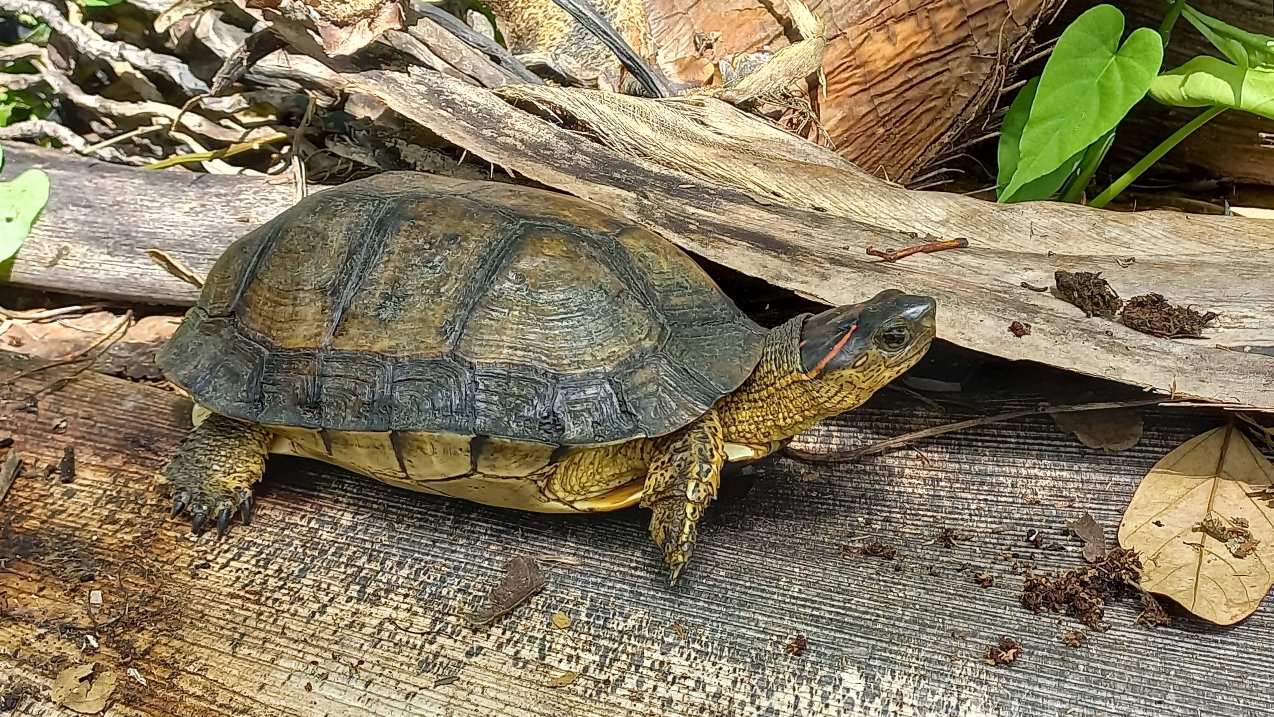 Belize Part 127 (July 10 to 17) - Safari Arie