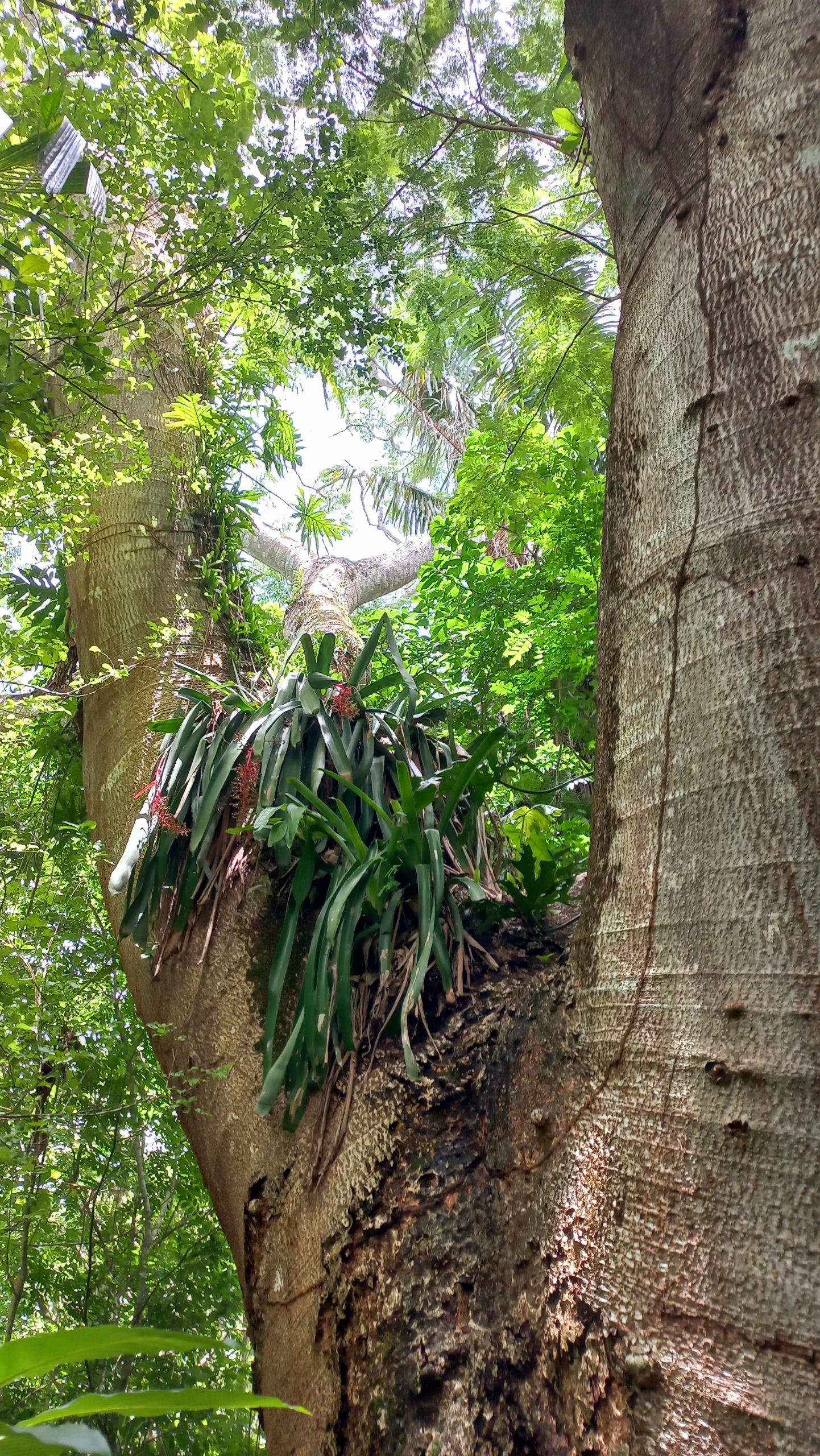 Belize Part 129 (July 24 to Aug 1) - Safari Arie