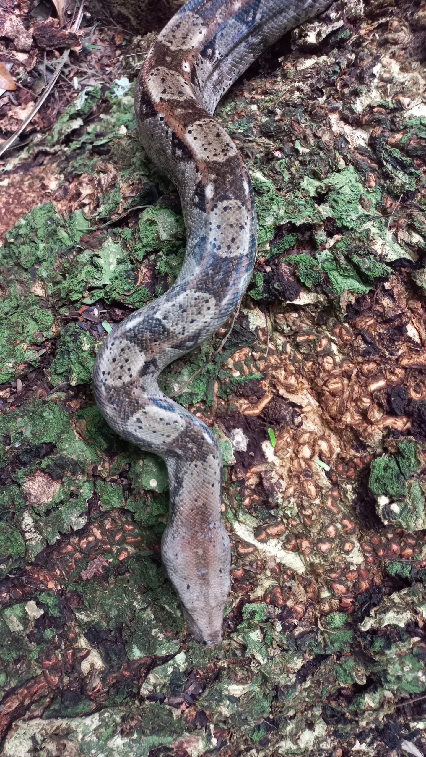 Belize Part 128 (July 18 to 23) - Safari Arie