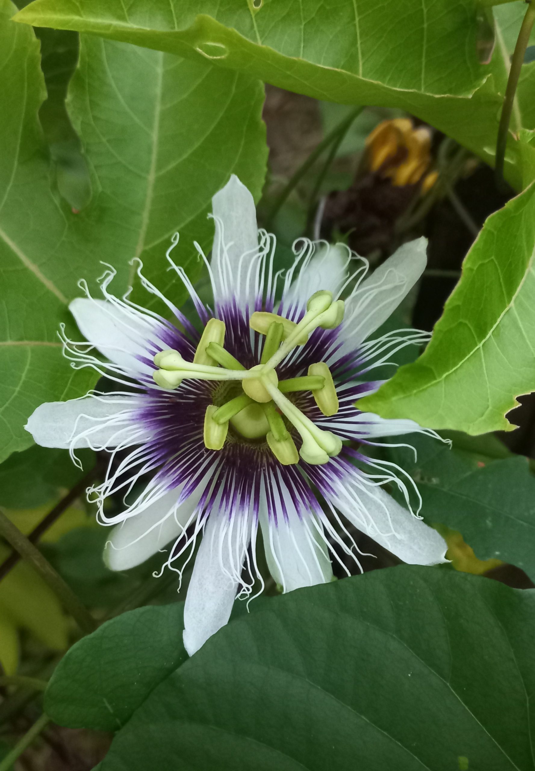 Belize Part 130 (Aug 24 to Sept 3) - Safari Arie