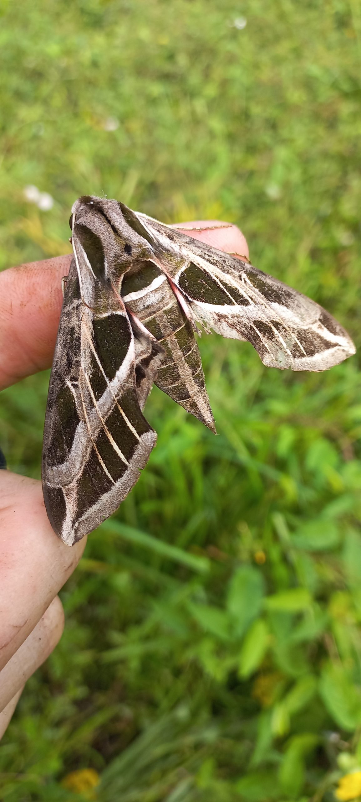 Belize Part 133 (Sept 20 to 28) - Safari Arie
