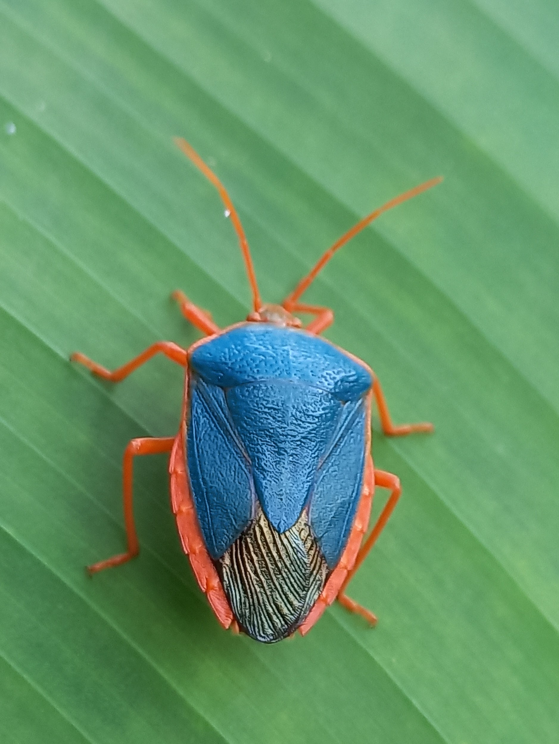 Red-bordered Stink Bug - Safari Arie