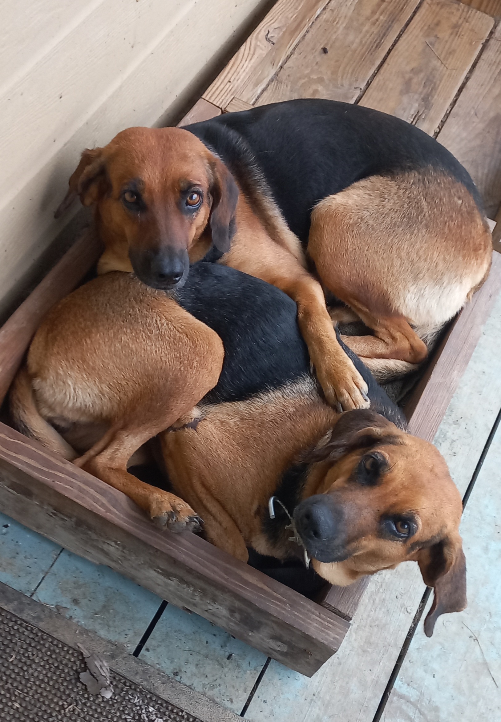 Belize Part 144 (Dec 2 to 9) - Safari Arie