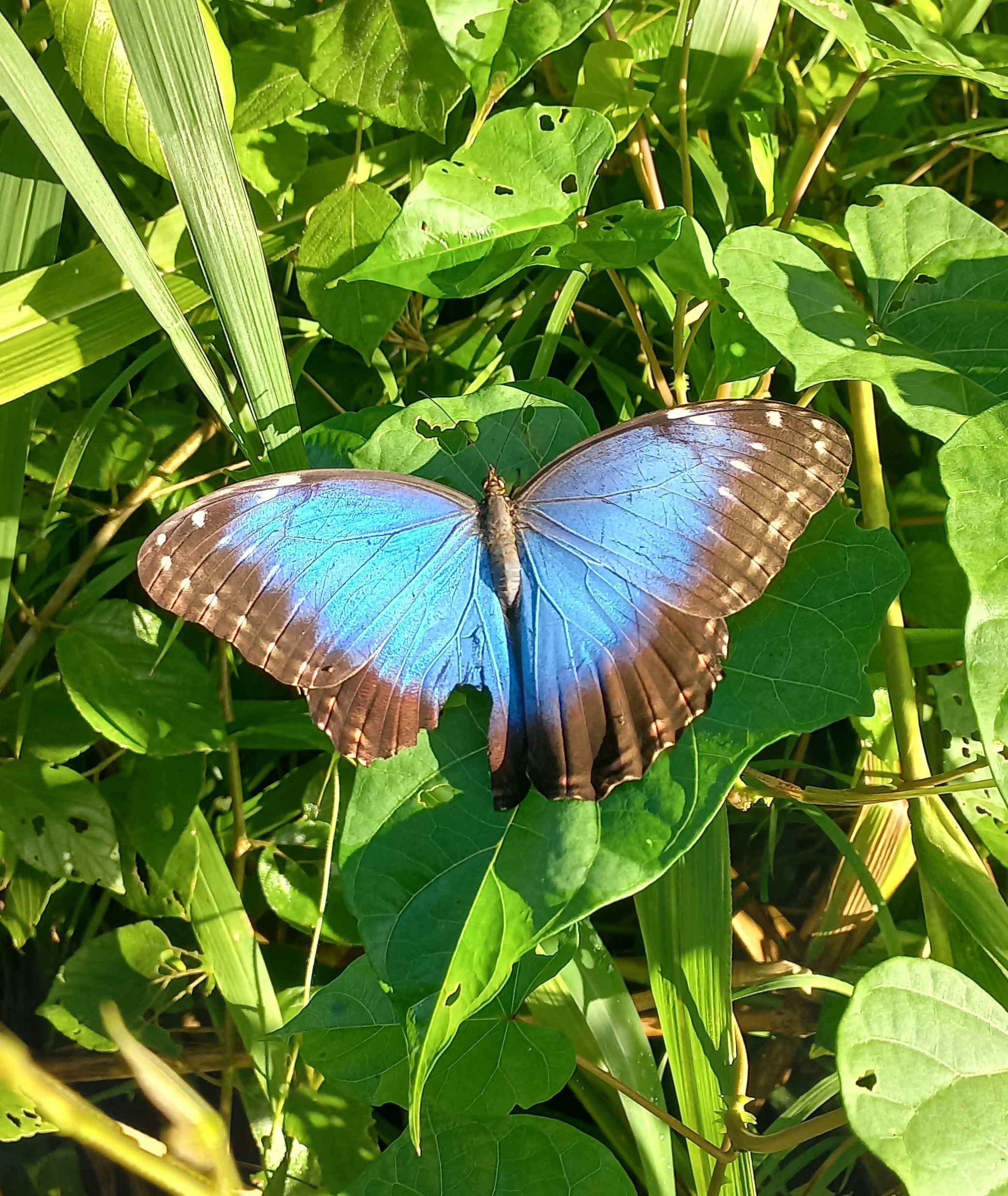 Belize Part 145 (Dec 10 to 16) - Safari Arie