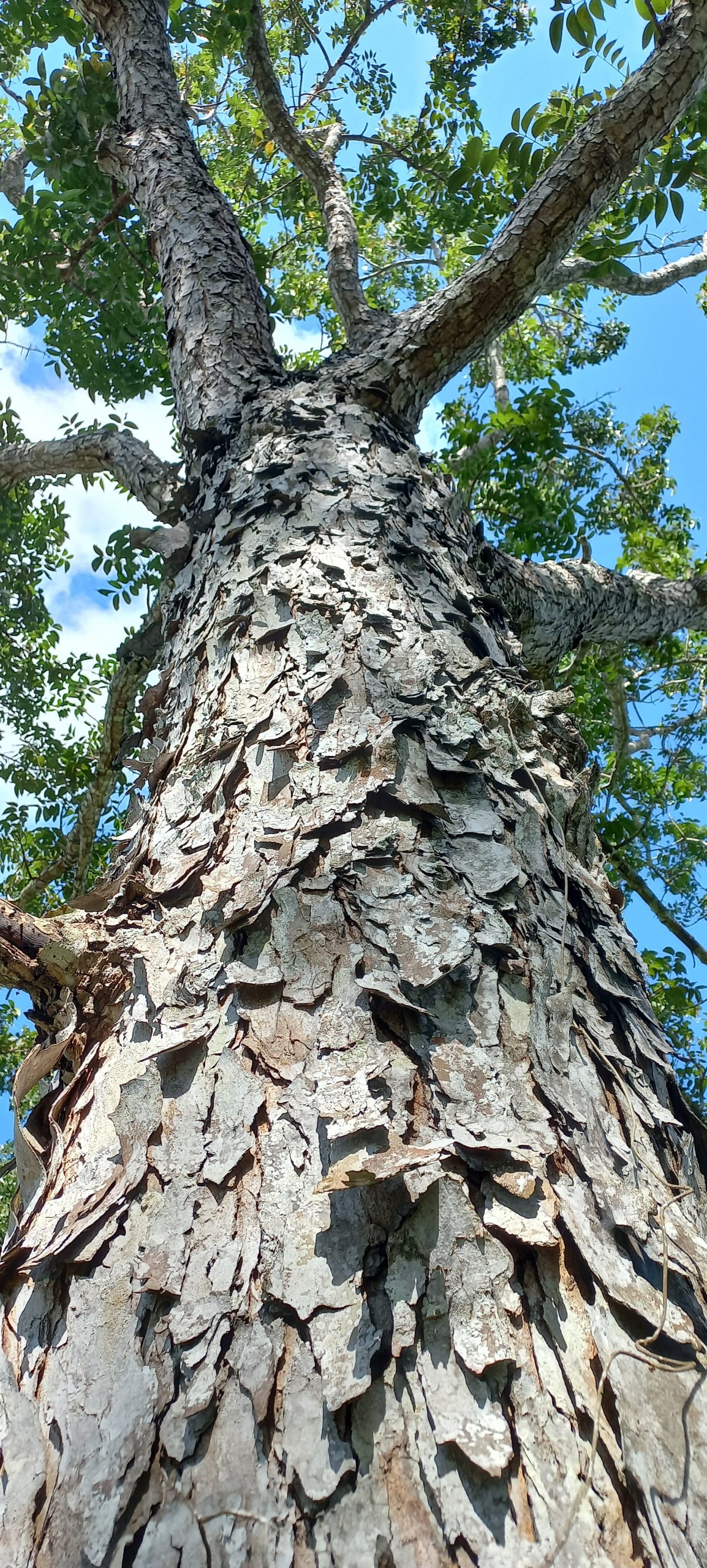 Belize Part 149 (Jan 10 to 16) - Safari Arie