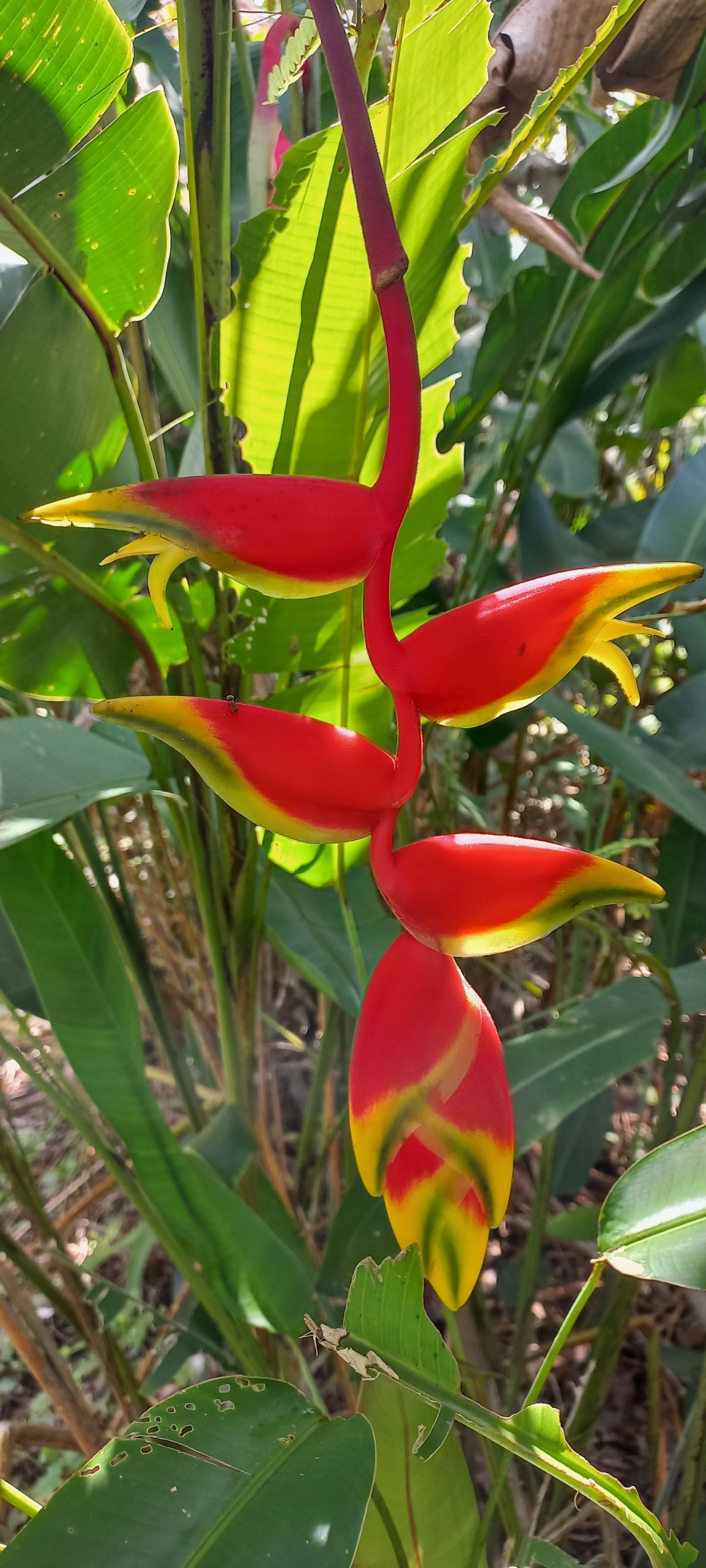 Belize Part 162 (April 14 to 21) - Safari Arie