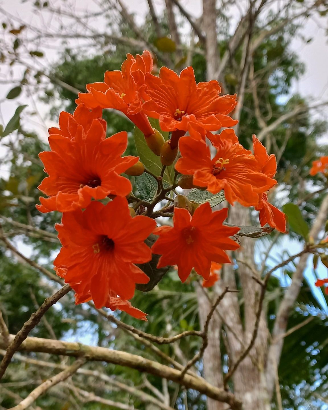 Hardwood trees of Belize: Mahogany, Cedar, Guanacaste & Ziricote